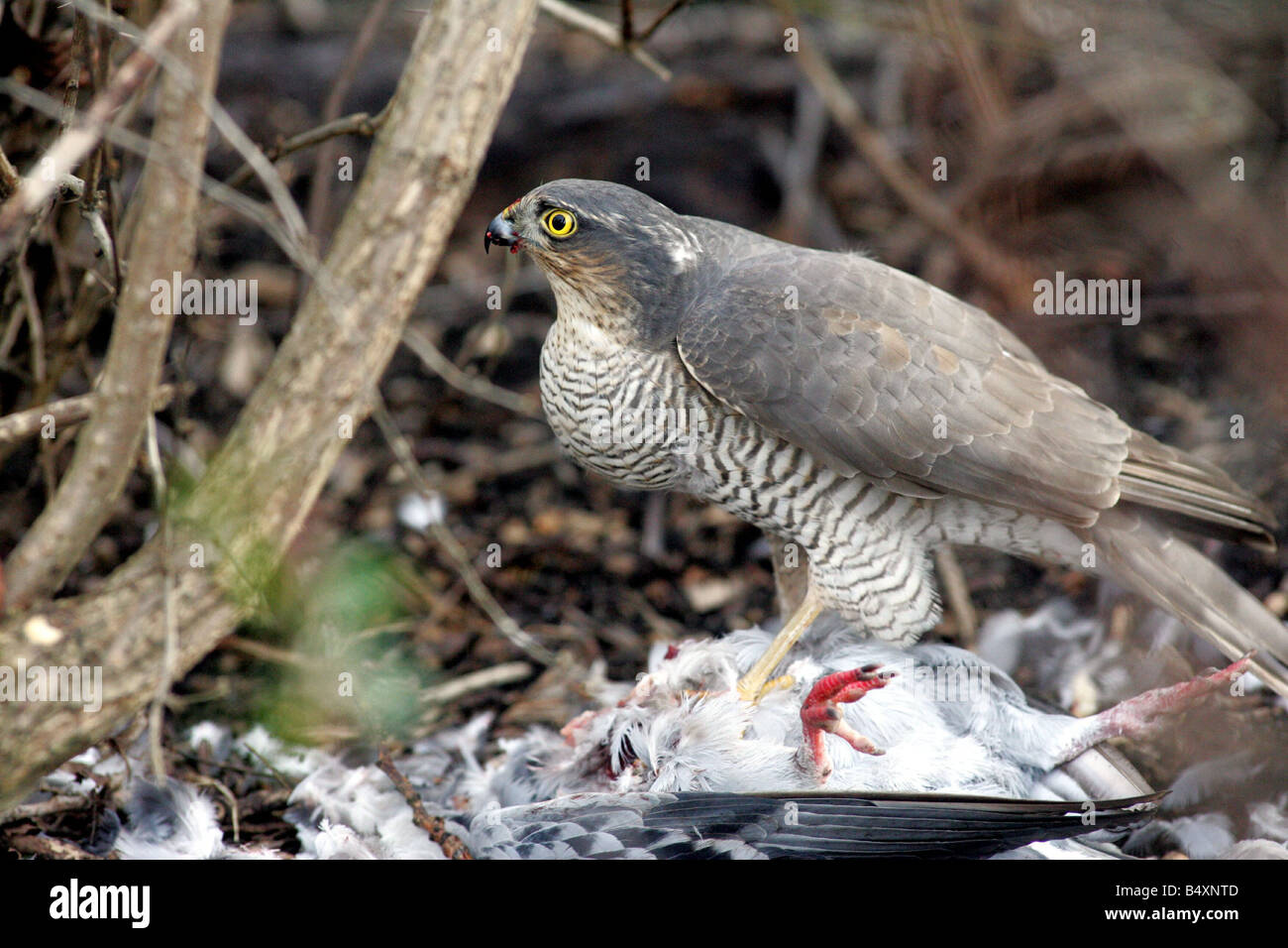 A sparrowhawk hi-res stock photography and images - Alamy