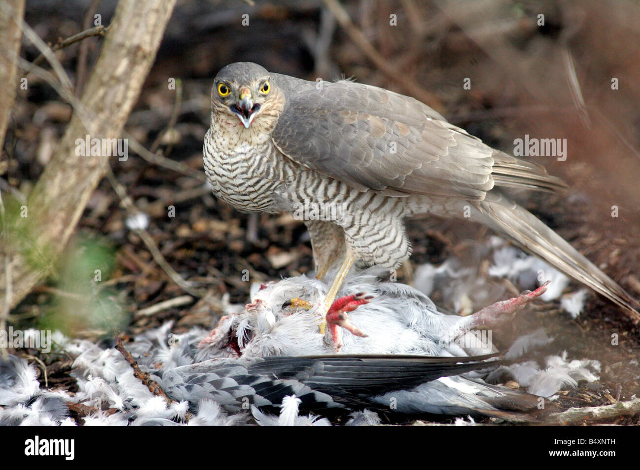 A Sparrowhawk attacks a pigeon Stock Photo - Alamy