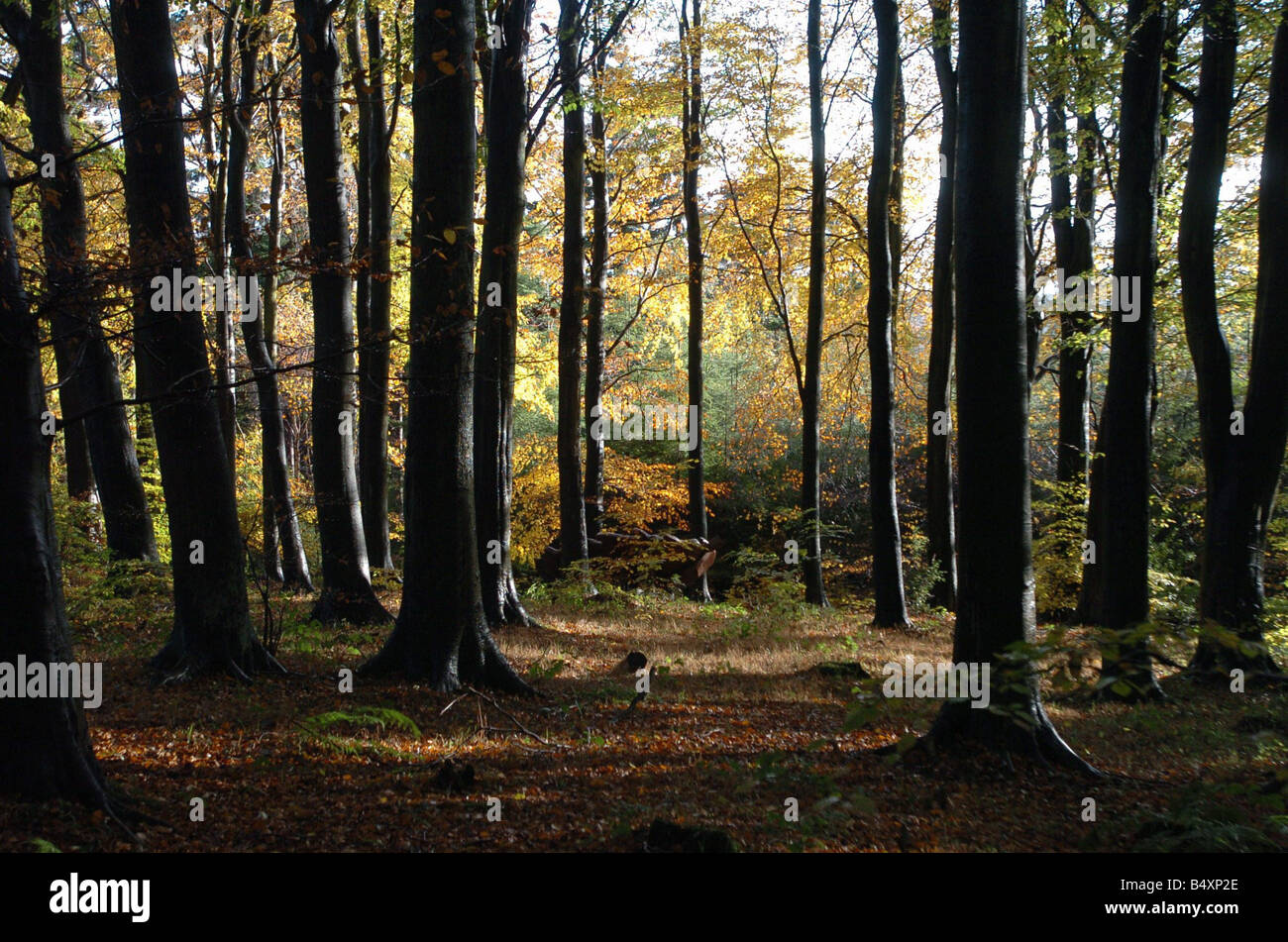 Chopwell hi-res stock photography and images - Alamy