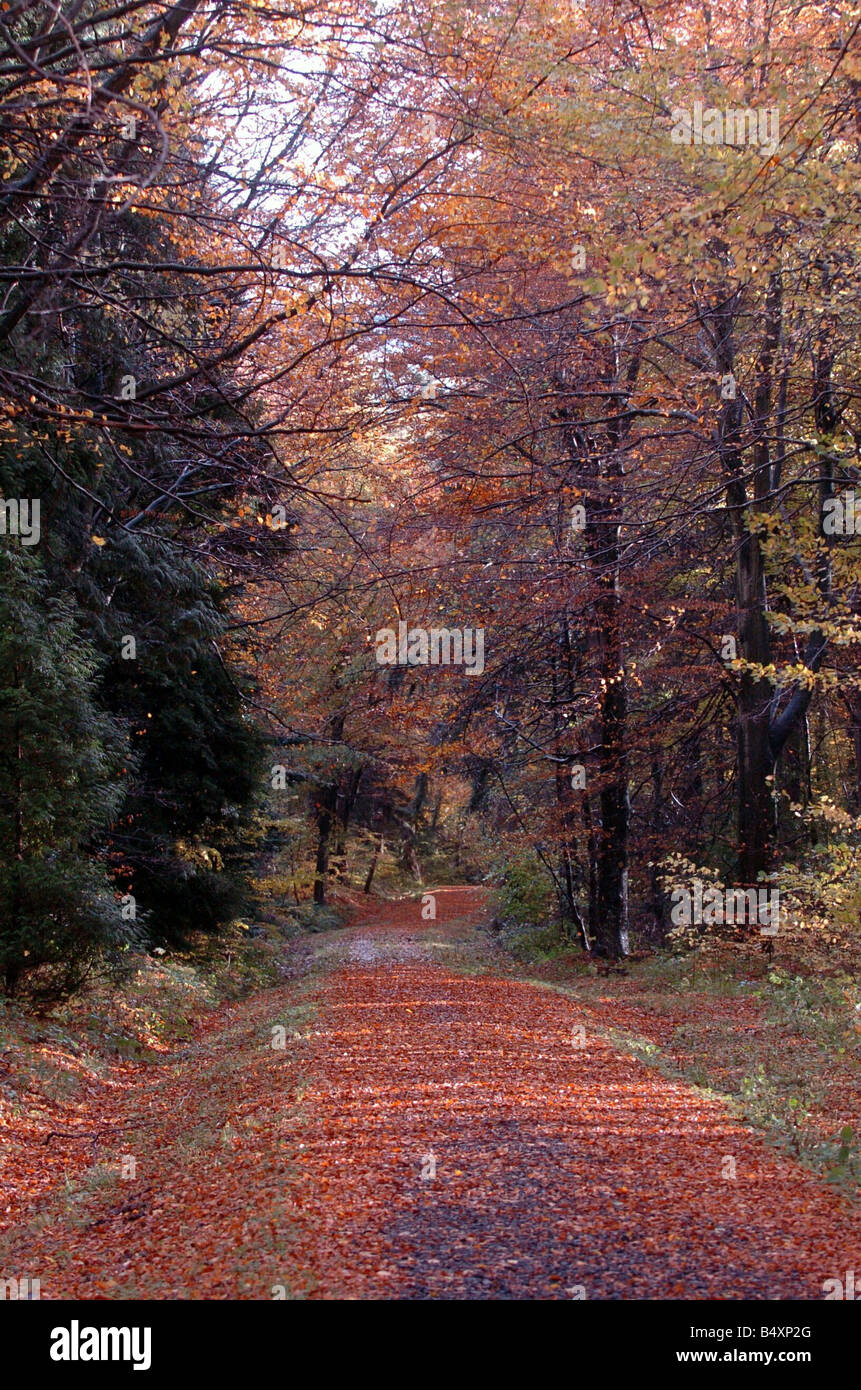 Chopwell hi-res stock photography and images - Alamy