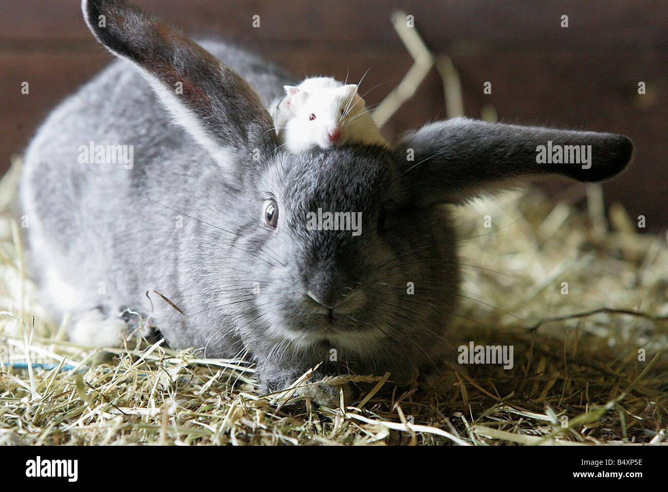 Ant a British Giant Rabbit happily plays taxi driver to white mouse Dec ...