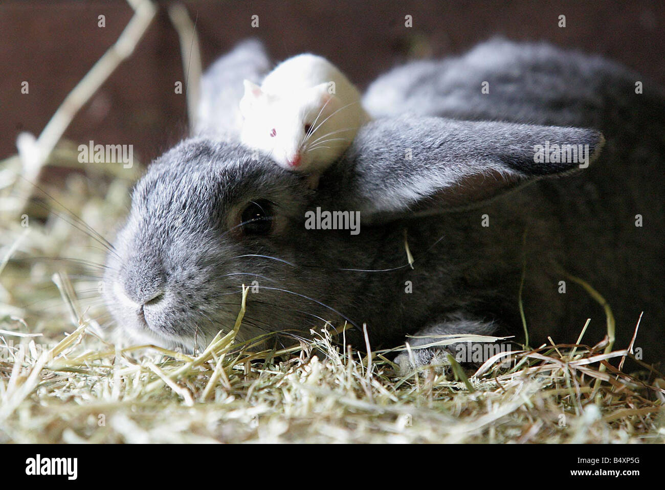 Ant dec centre hi-res stock photography and images - Alamy