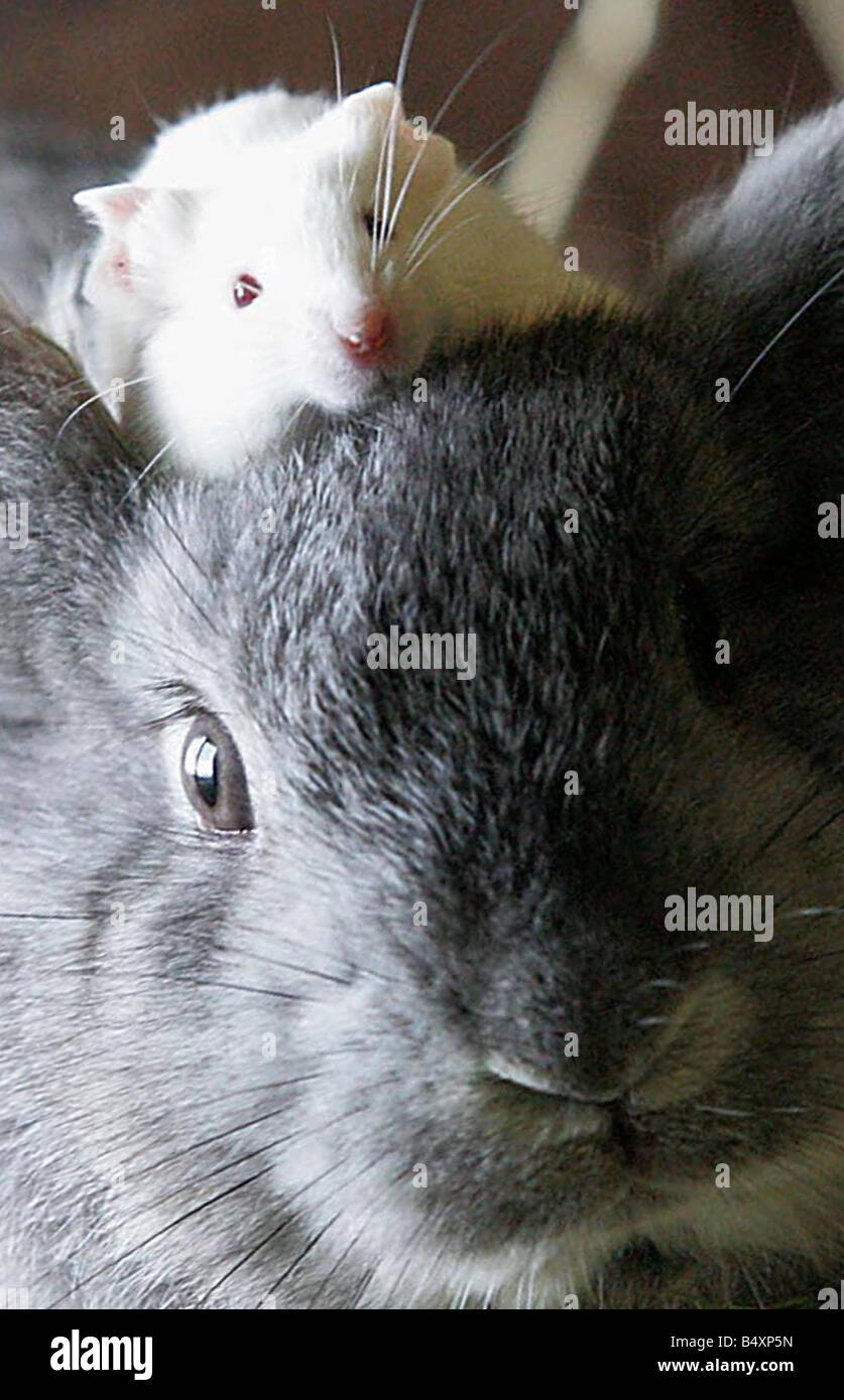 Ant a British Giant Rabbit happily plays taxi driver to white mouse Dec ...