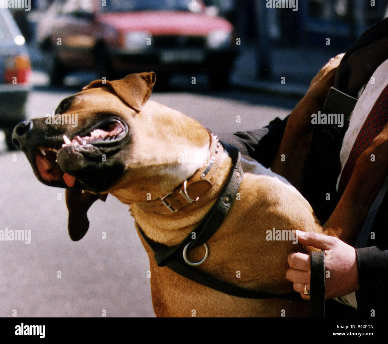 Animals Dogs Tosa Stock Photo - Alamy