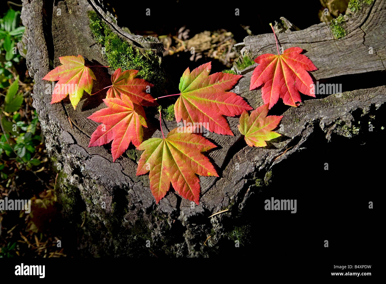 The world s most perfect beautiful leaves Vine maple leaves go red and ...