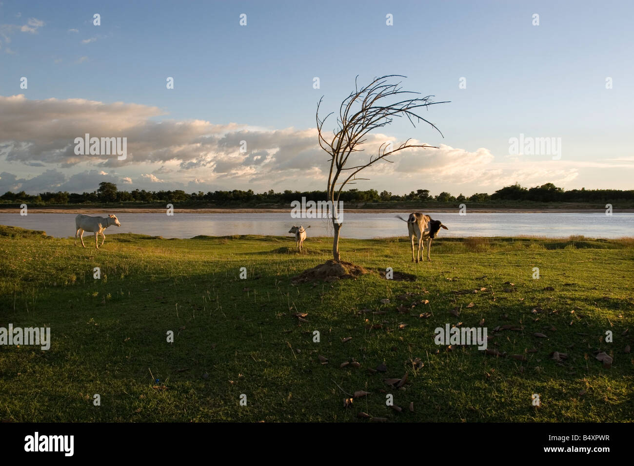 Typical landscape rural bengal india hi-res stock photography and ...