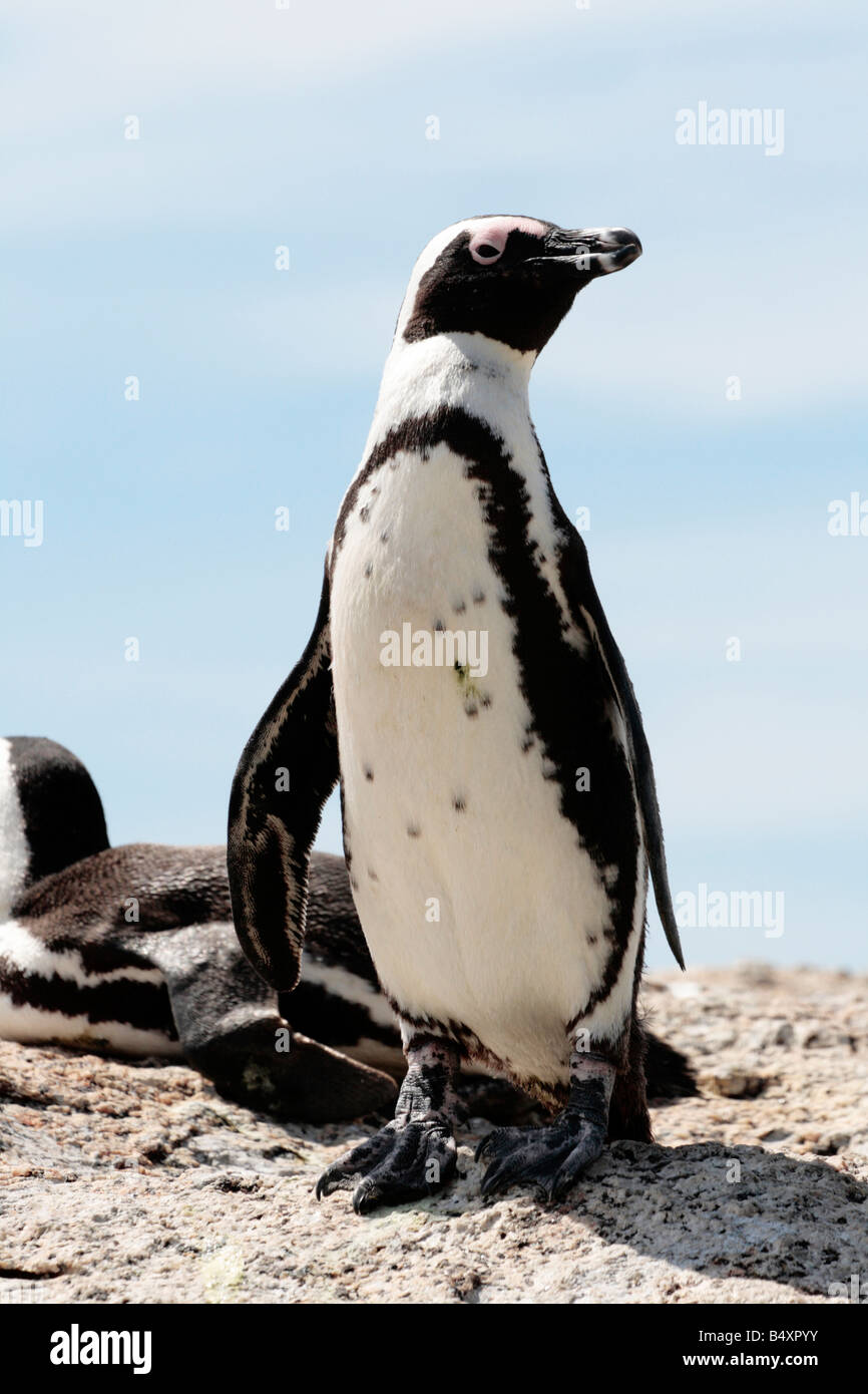 African Penguin at Boulders Beach Simonstown Cape Town South Africa ...