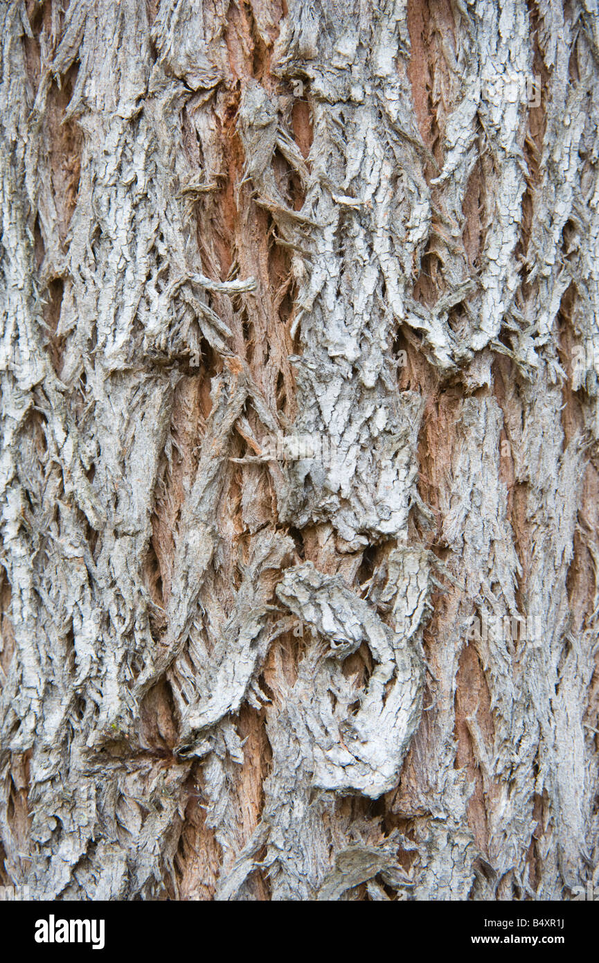Peppermint Tree Stock Photos & Peppermint Tree Stock Images - Alamy