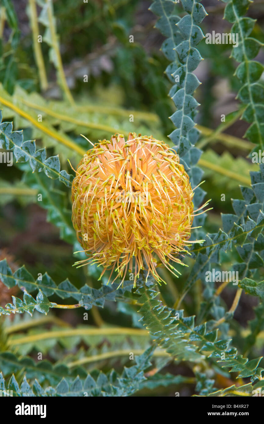 Propeller Banksia Banksia candolleana flowers Banksia Farm Mt Barker ...