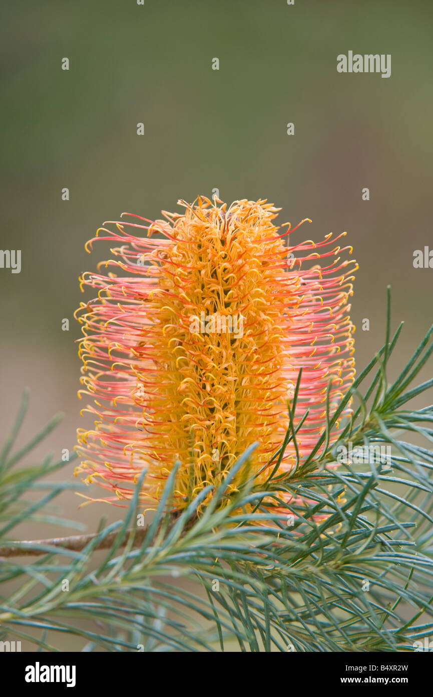 Heath leaved Banksia Banksia ericifolia x spinulosa pink form flowers ...