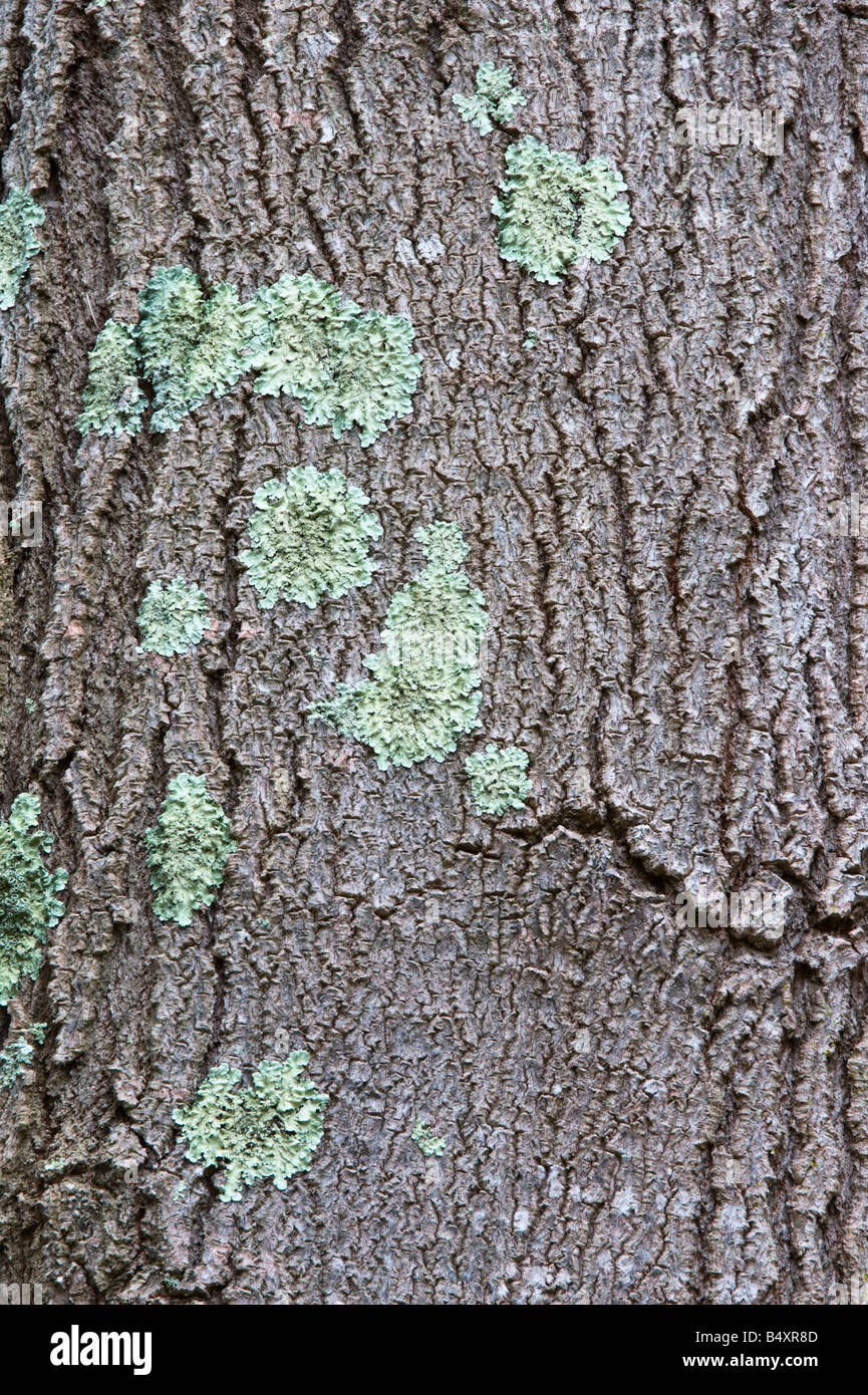 Banksia bark hi-res stock photography and images - Alamy