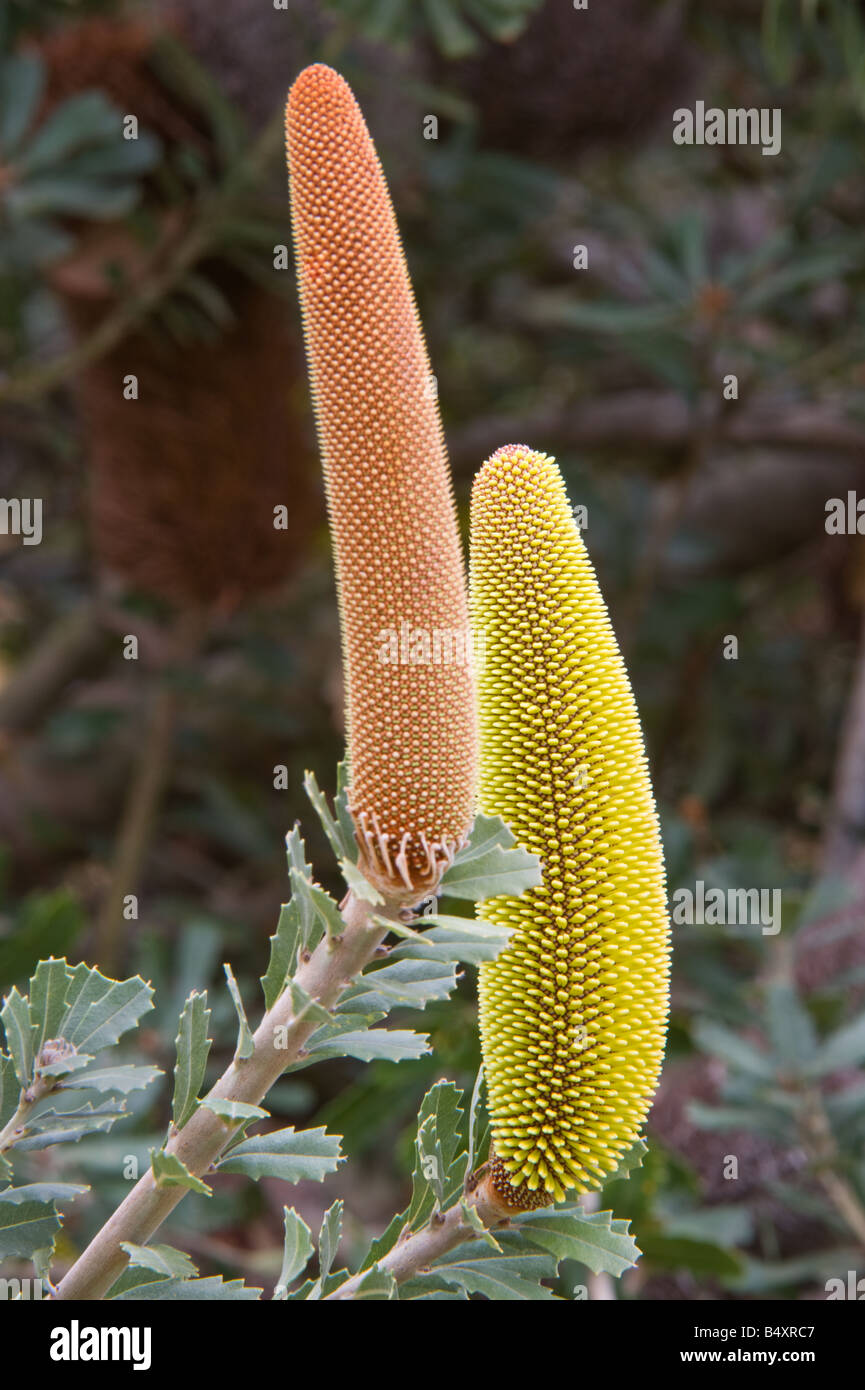 Cutleaf Banksia Banksia praemorsa bright yellow form flower spikes in ...