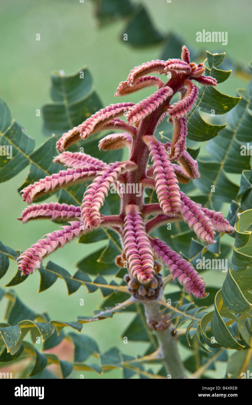 Mangite Bull Giant Banksia (Banksia grandis) new foliage cultivated ...