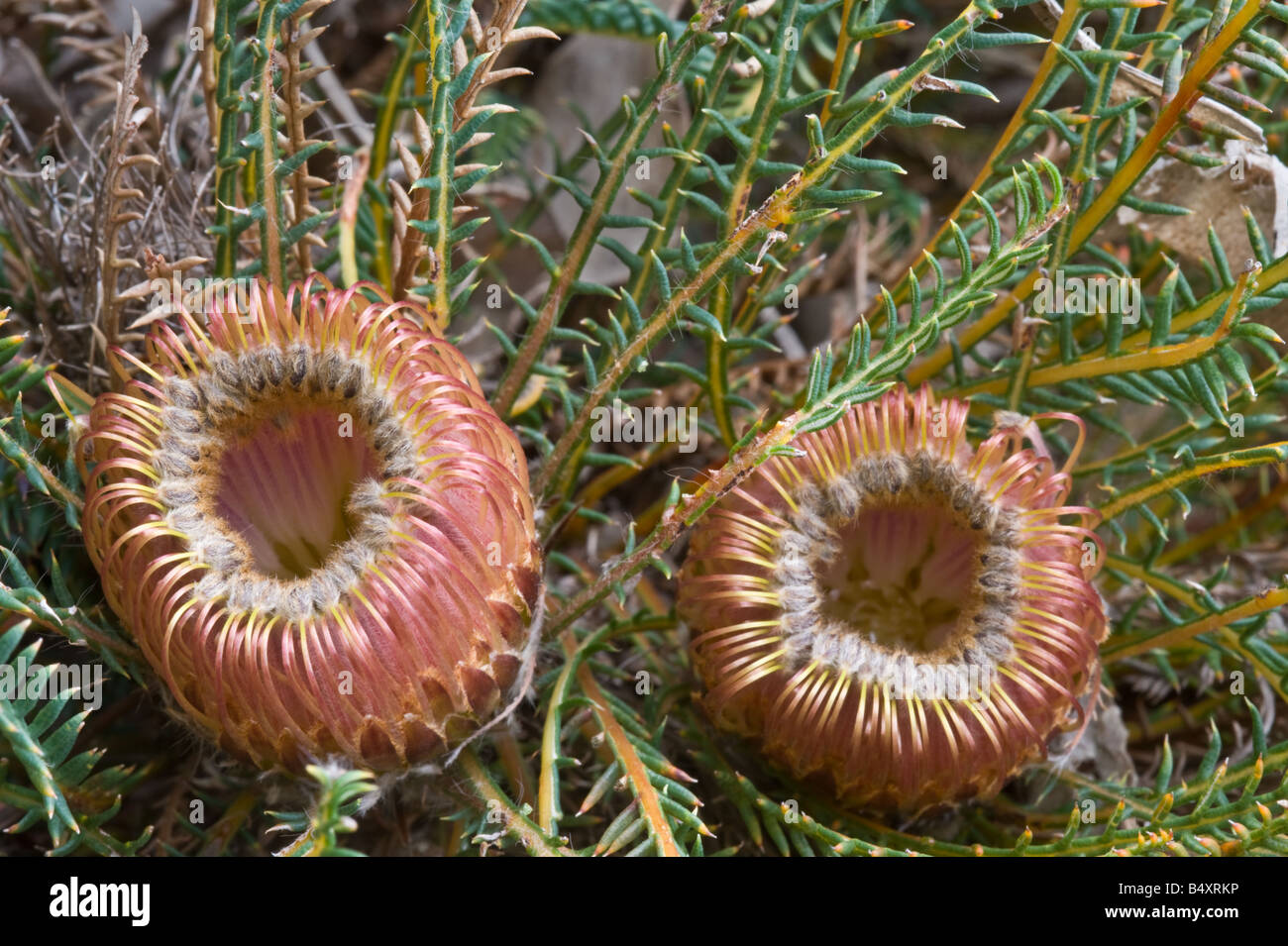 Dryandra hi-res stock photography and images - Alamy