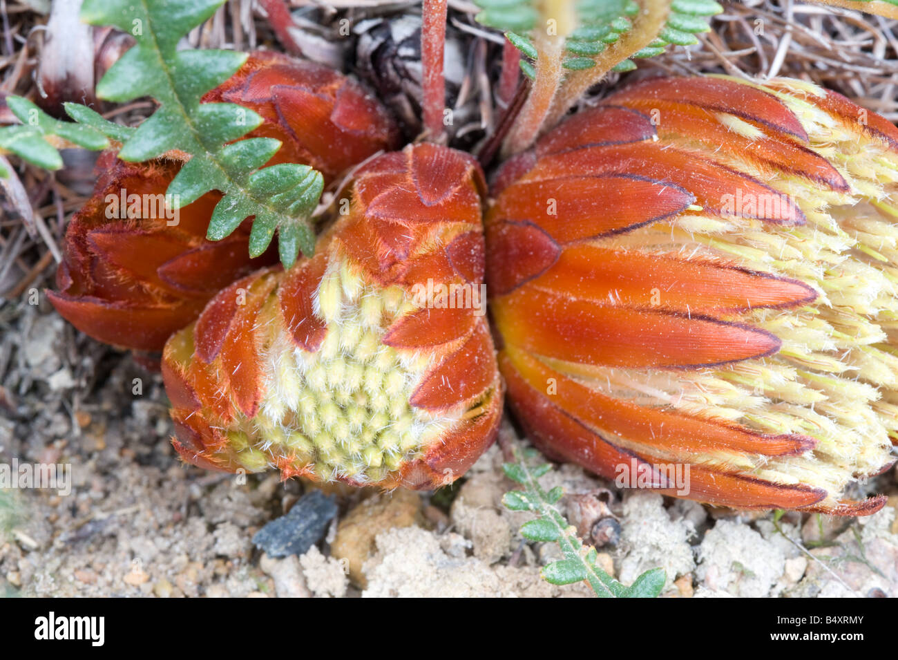 Shining Honeypot (Banksia obtusa) flowers Banksia Farm Mt Barker ...
