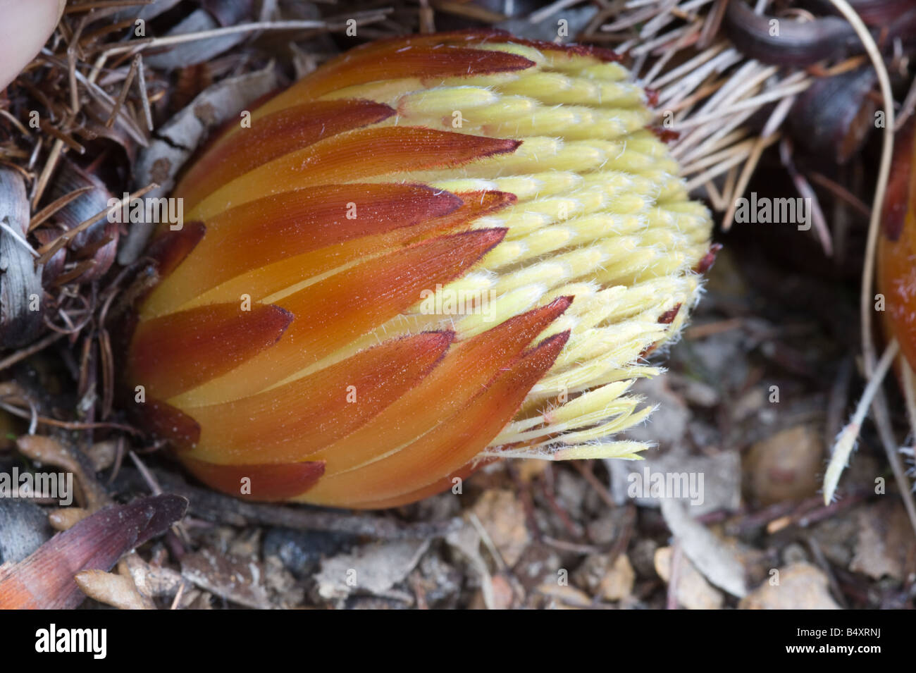 Shining Honeypot (Banksia obtusa) flowers cultivated plant Banksia Farm ...