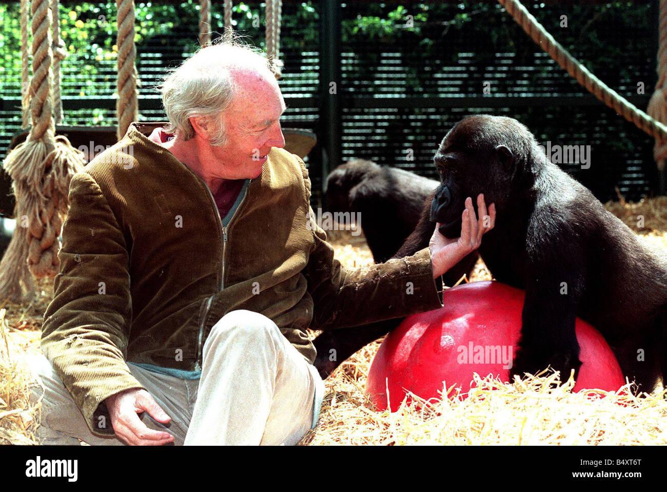 John Aspinall with a gorilla in cage of Howletts Zoo June 1995 Stock ...