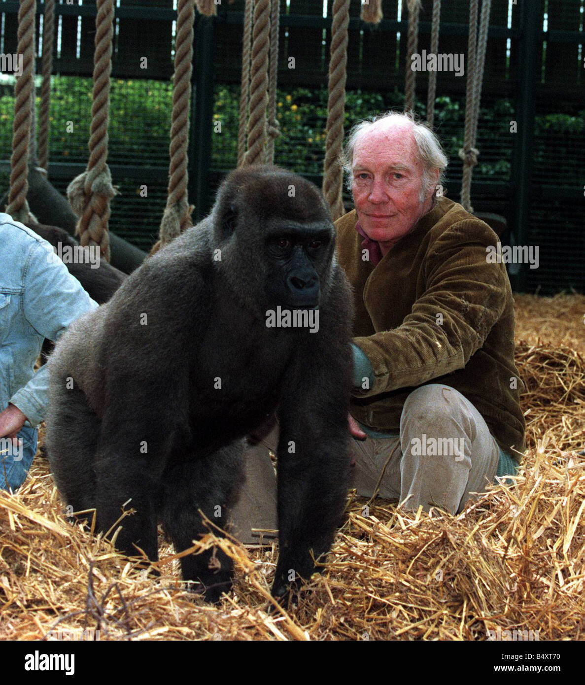 John Aspinall with a gorilla in cage of Howletts Zoo June 95 Stock ...