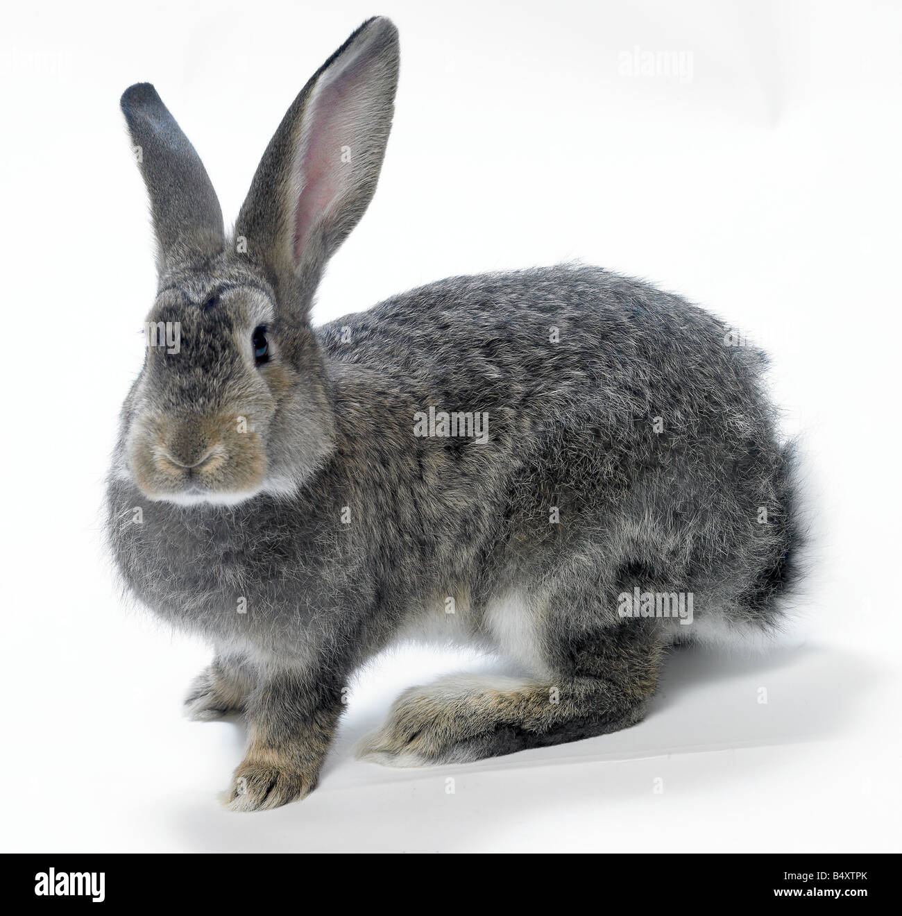 Wild,domestic rabbit on white background.Cutout Stock Photo - Alamy