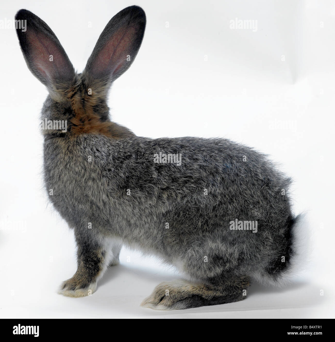 Wild,domestic rabbit on white background.Cutout Stock Photo - Alamy