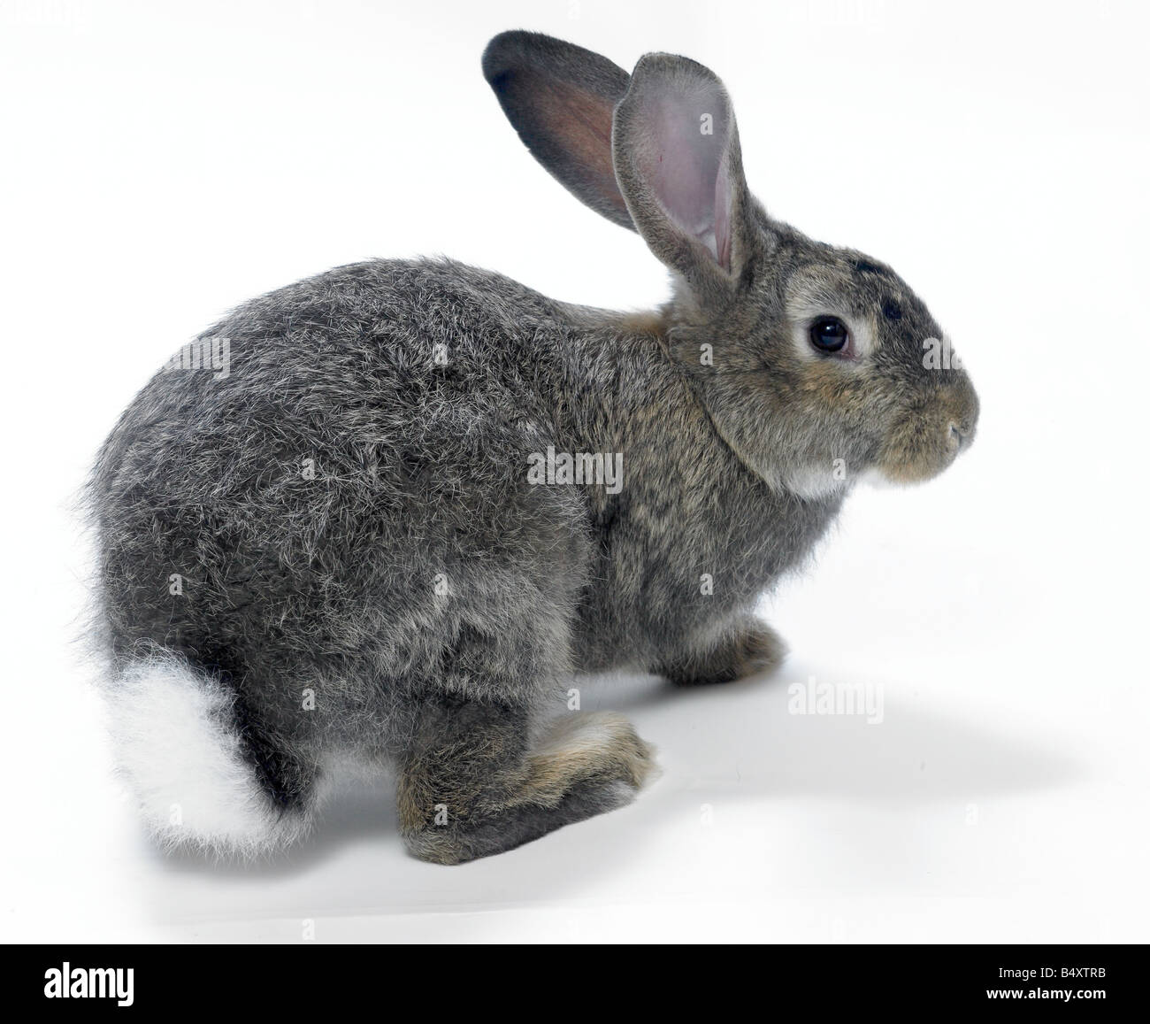 Wild,domestic rabbit on white background.Cutout Stock Photo - Alamy