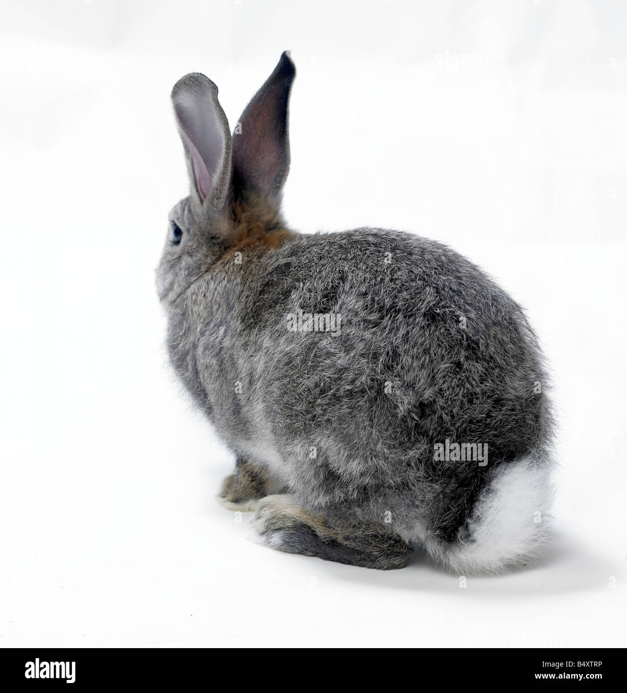 Wild,domestic rabbit on white background.Cutout Stock Photo - Alamy
