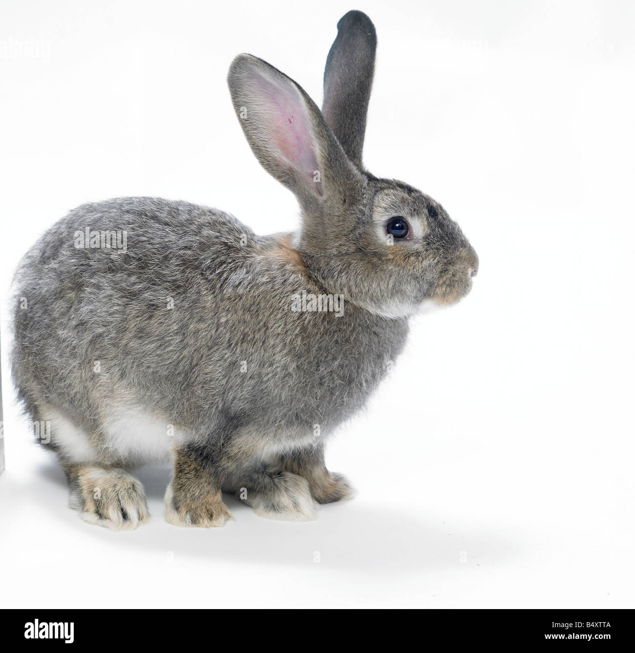Wild,domestic rabbit on white background.Cutout Stock Photo - Alamy