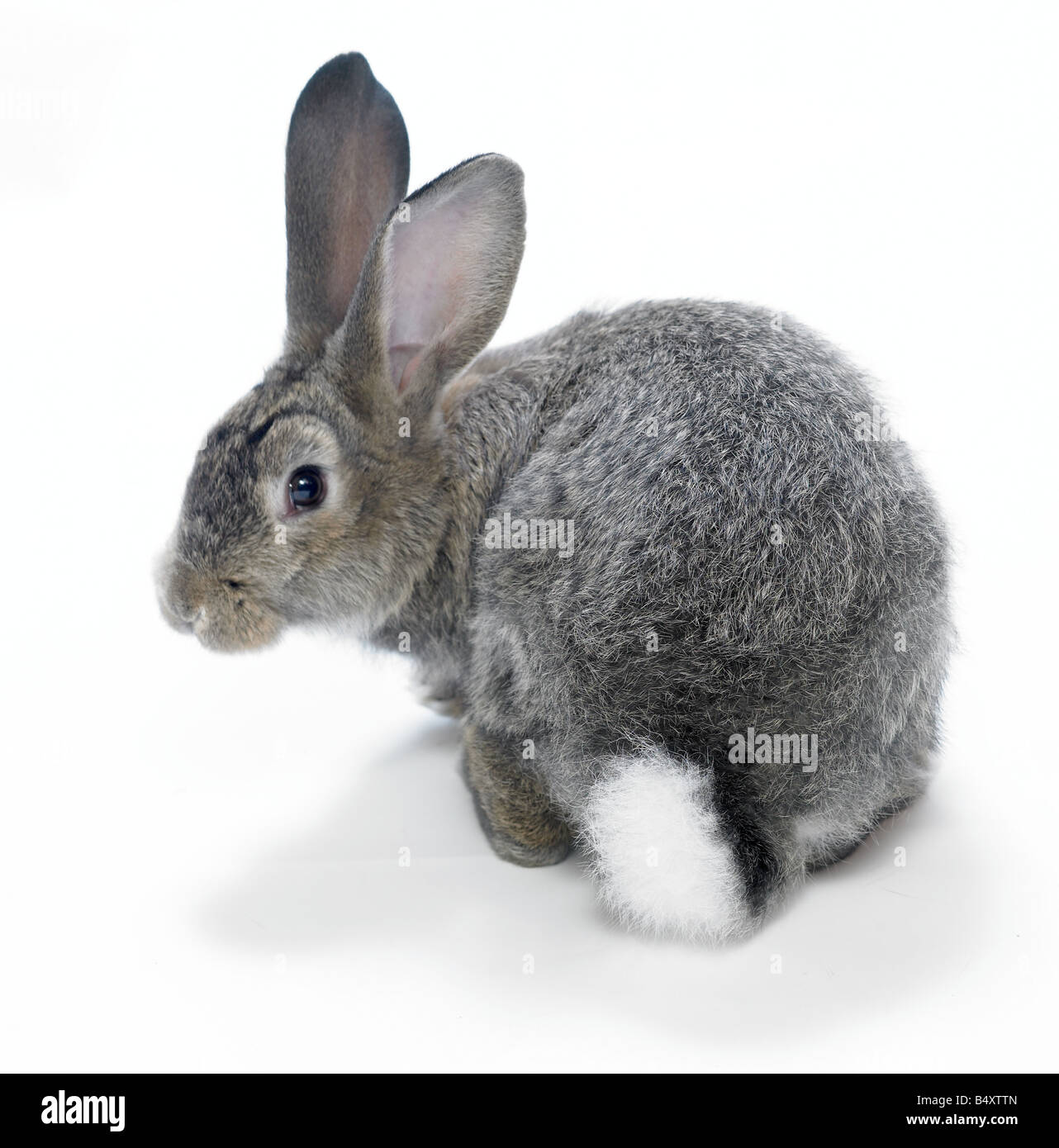 Wild,domestic rabbit on white background.Cutout Stock Photo - Alamy