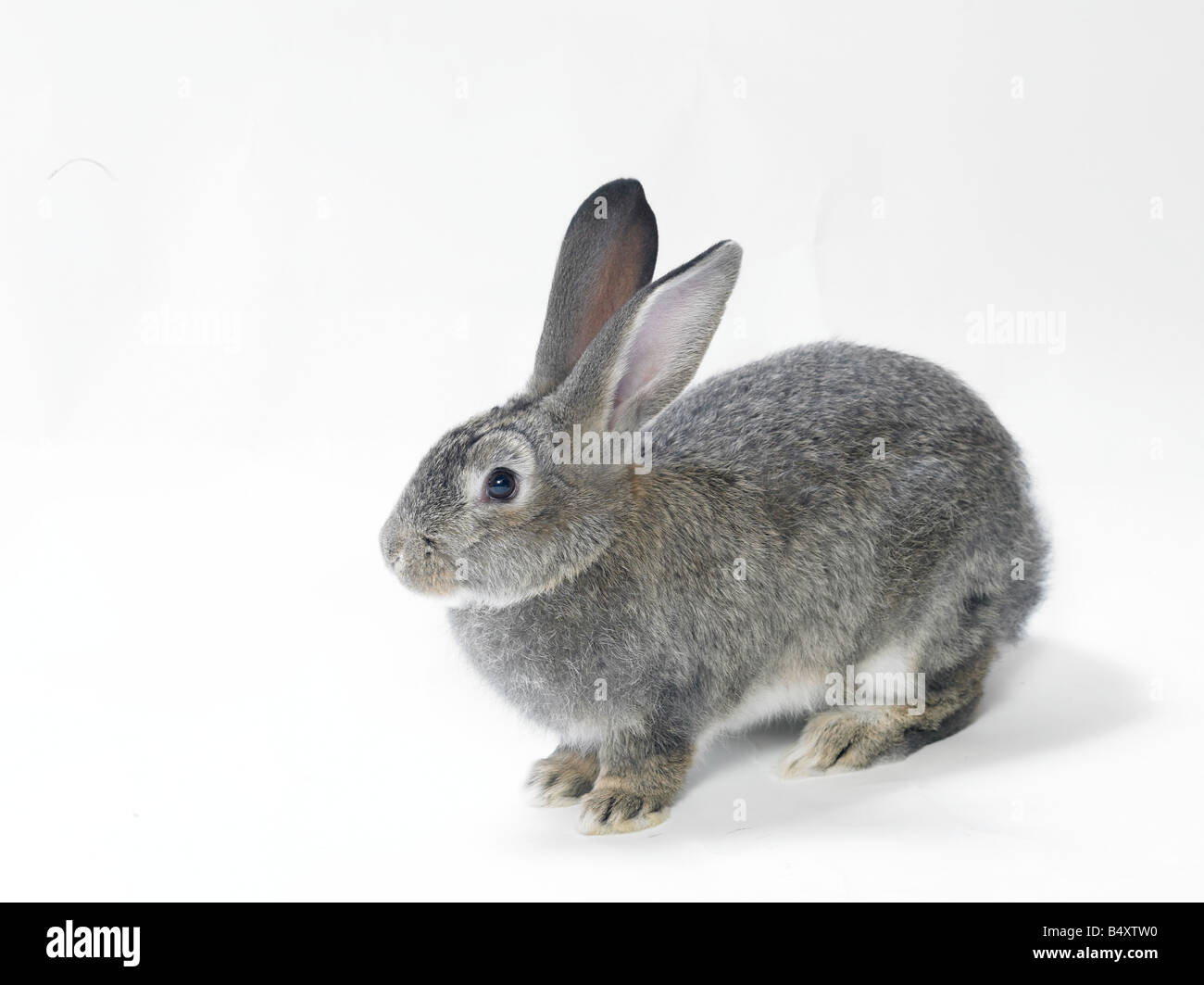 Wild,domestic rabbit on white background.Cutout Stock Photo - Alamy