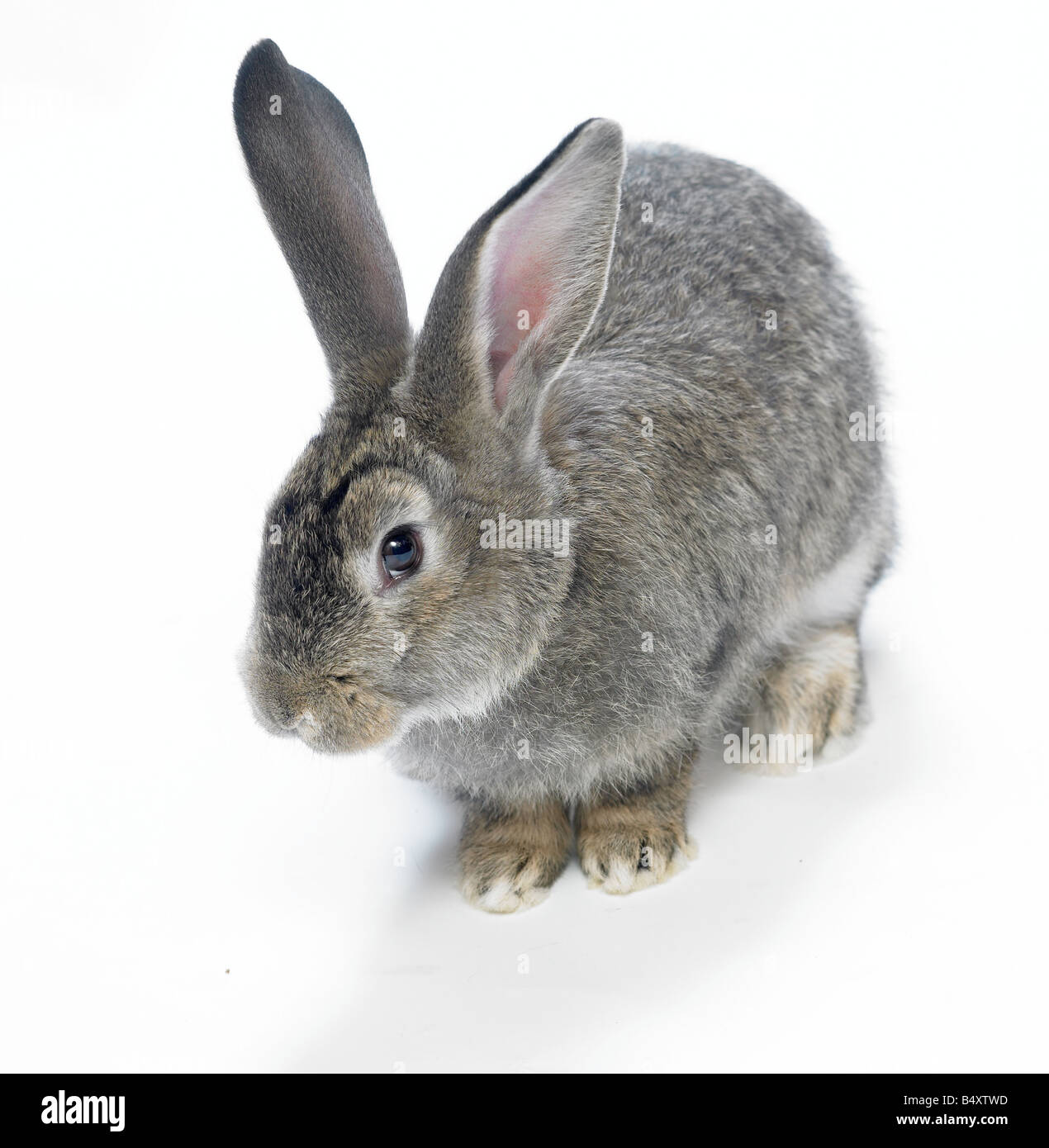 Cottontail Rabbit Cutout High Resolution Stock Photography and Images ...