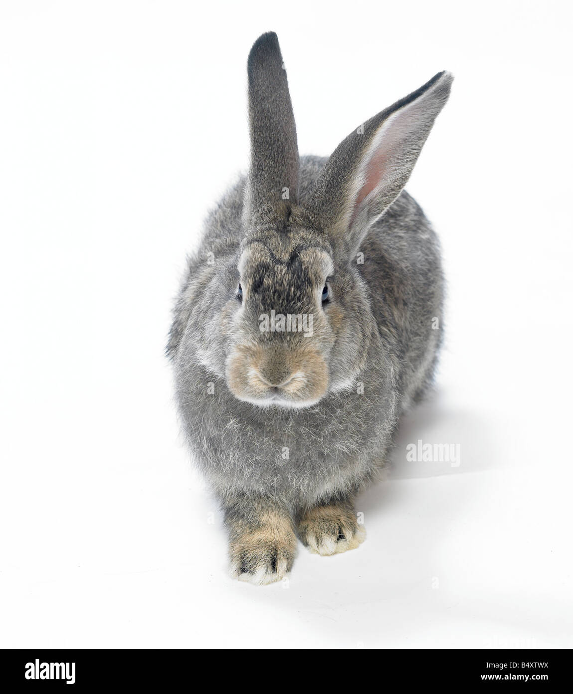 Wild,domestic rabbit on white background.Cutout Stock Photo - Alamy