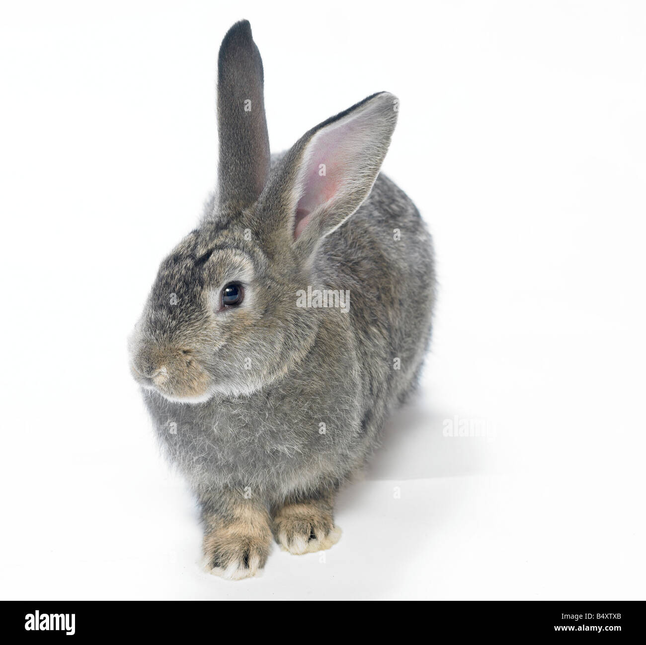 Wild,domestic rabbit on white background.Cutout Stock Photo - Alamy
