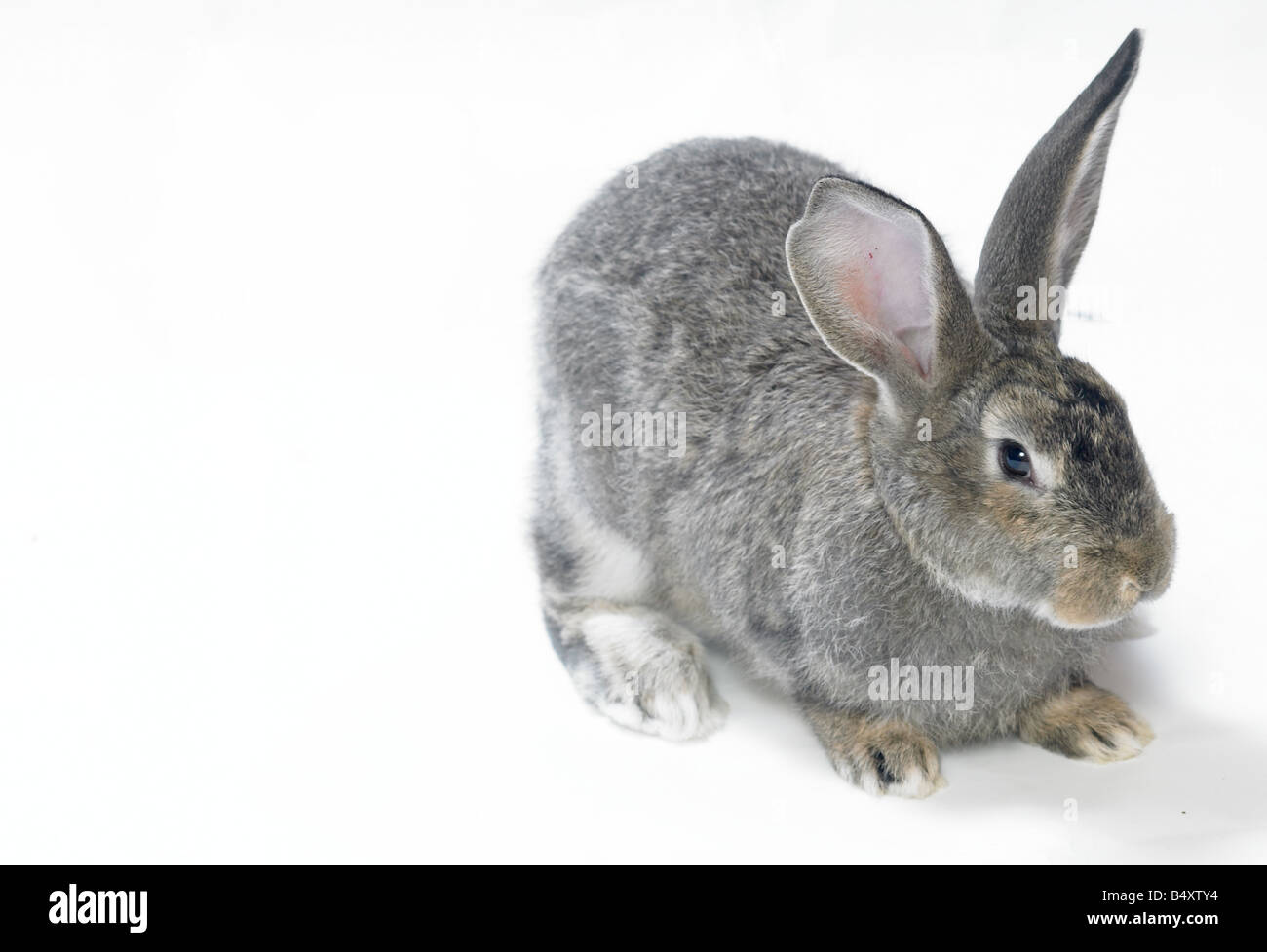 Wild,domestic rabbit on white background.Cutout Stock Photo - Alamy