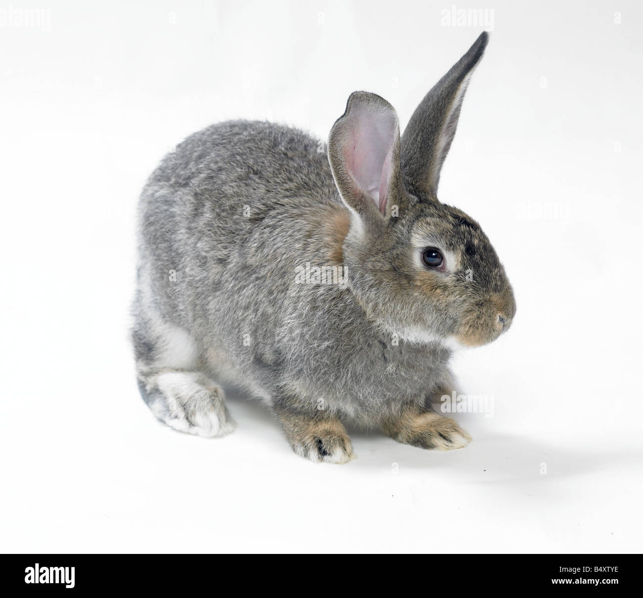 Wild,domestic rabbit on white background.Cutout Stock Photo - Alamy