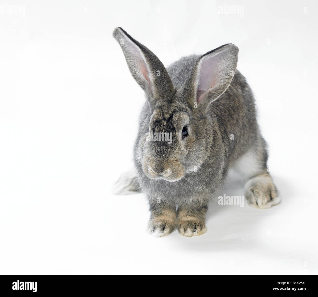 Wild,domestic rabbit on white background.Cutout Stock Photo - Alamy