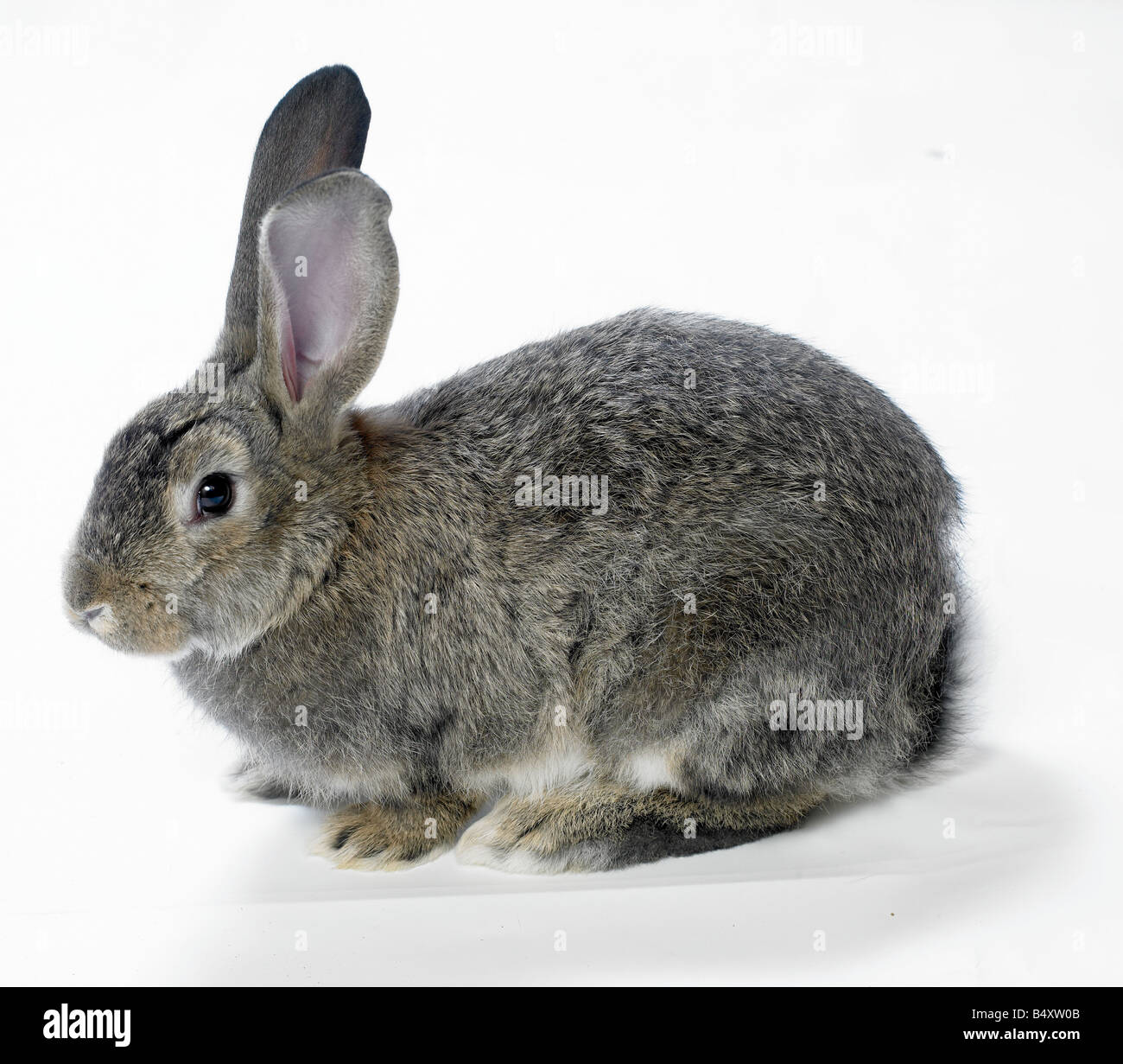 Wild,domestic rabbit on white background.Cutout Stock Photo - Alamy