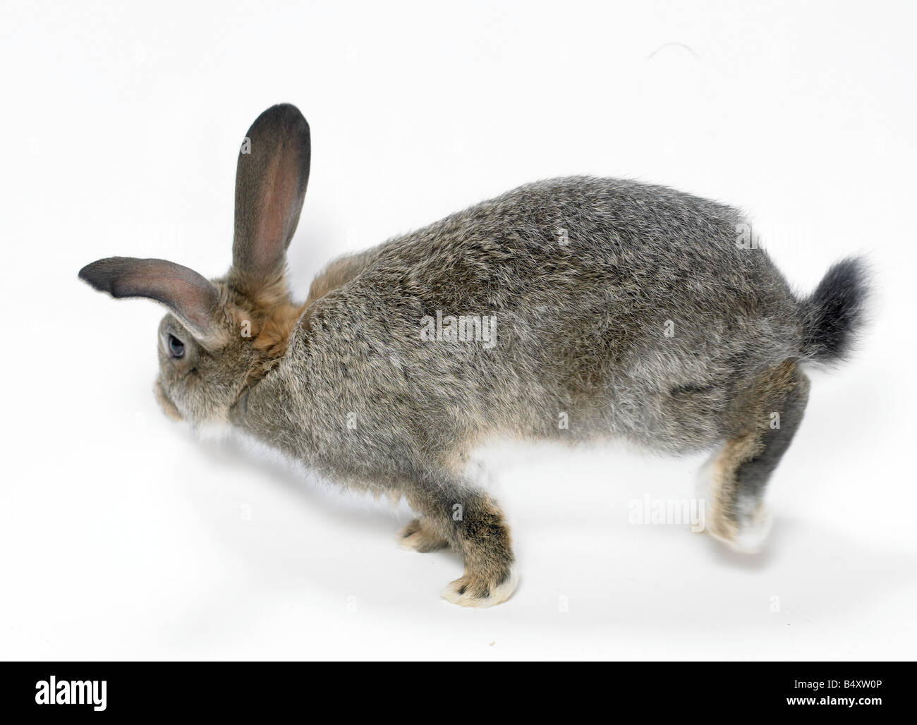 Wild,domestic rabbit on white background.Cutout Stock Photo - Alamy