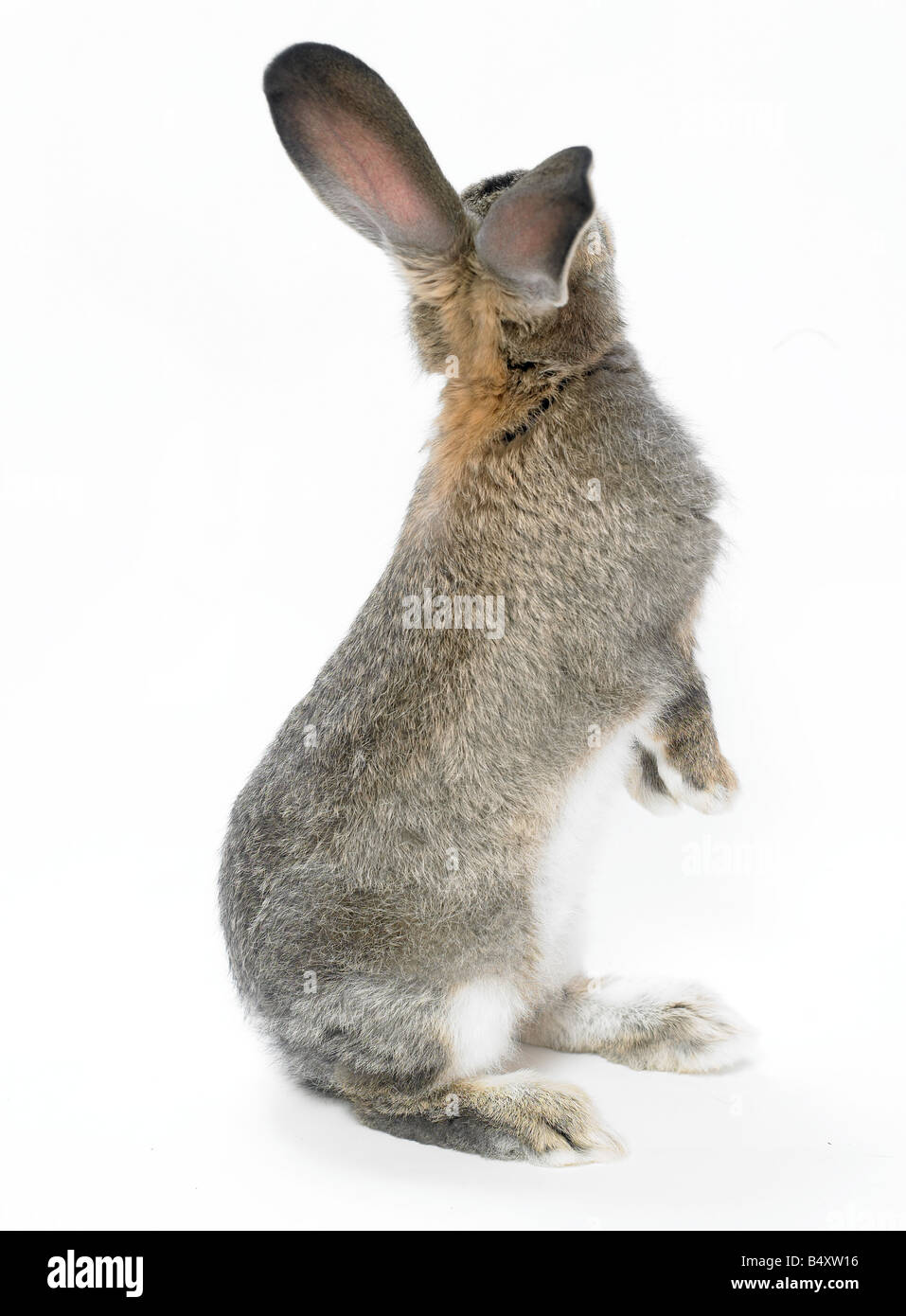 Wild,domestic rabbit on white background.Cutout Stock Photo - Alamy