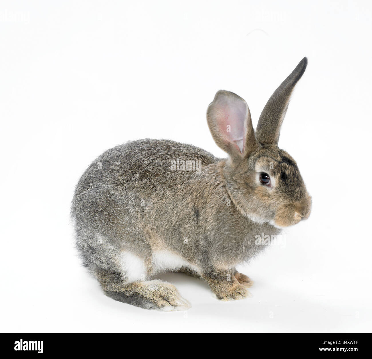 Velveteen rabbit hi-res stock photography and images - Alamy