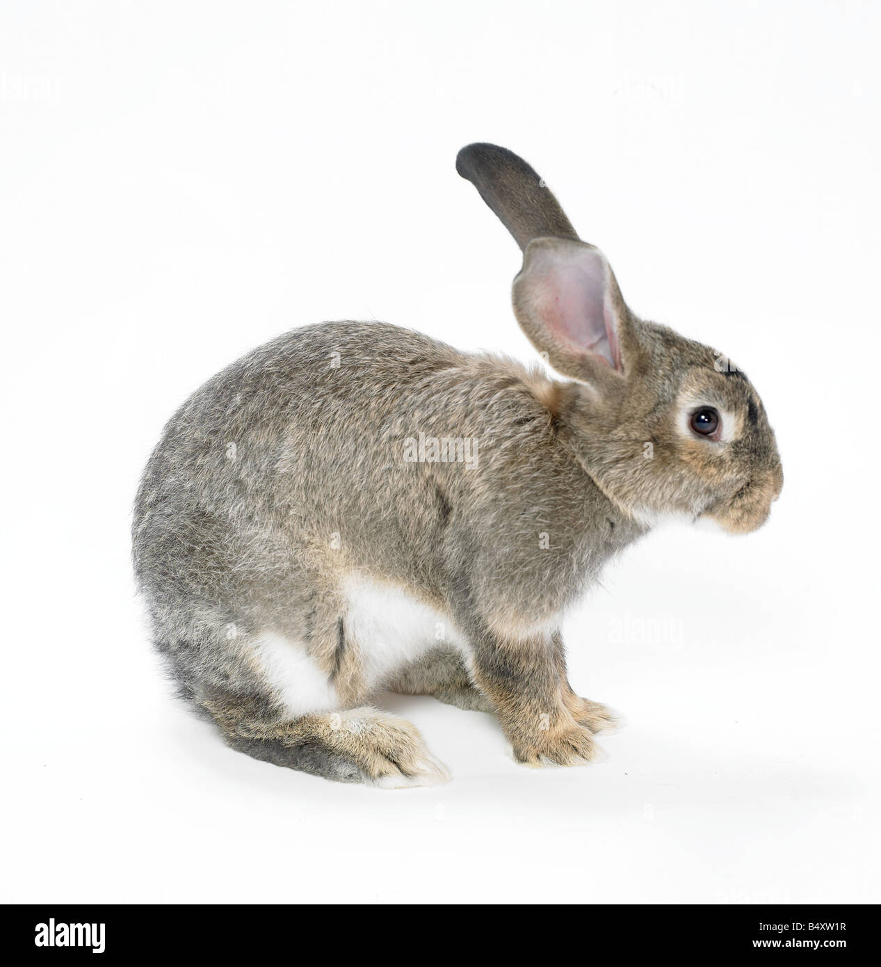 Wild,domestic rabbit on white background.Cutout Stock Photo - Alamy