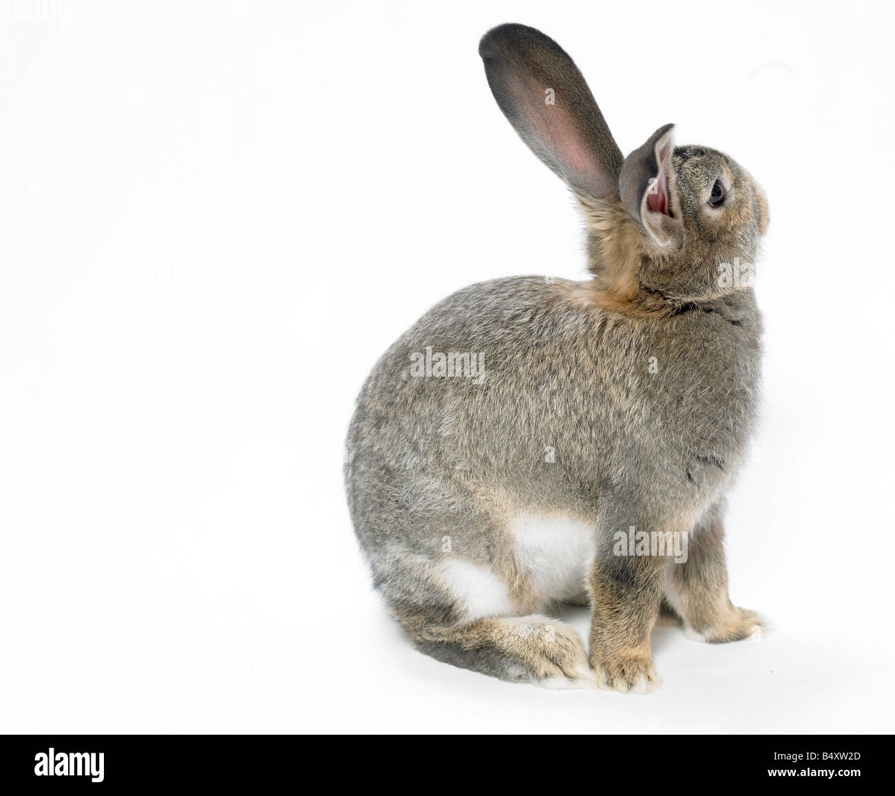 Wild,domestic rabbit on white background.Cutout Stock Photo - Alamy