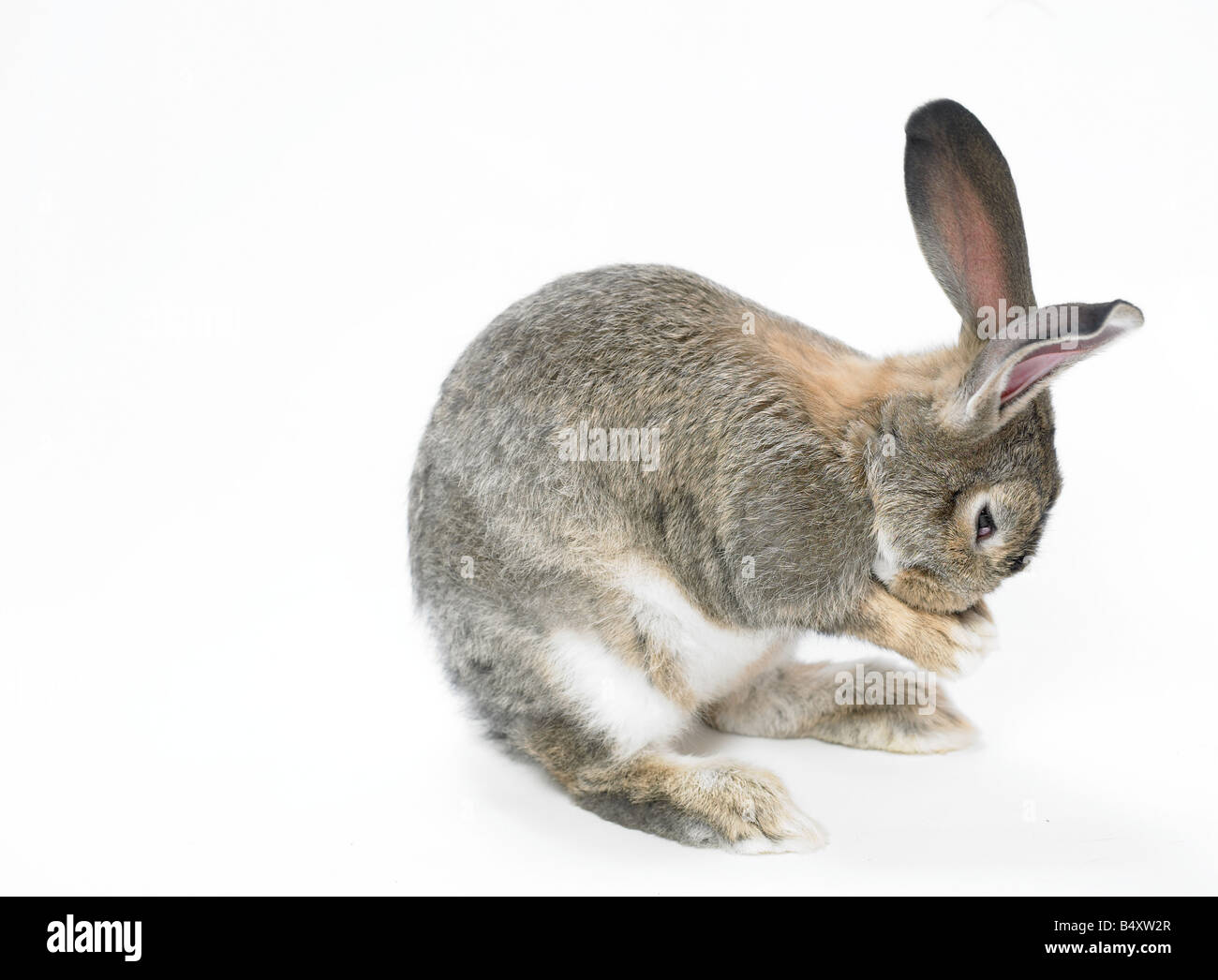 Velveteen rabbit hi-res stock photography and images - Alamy