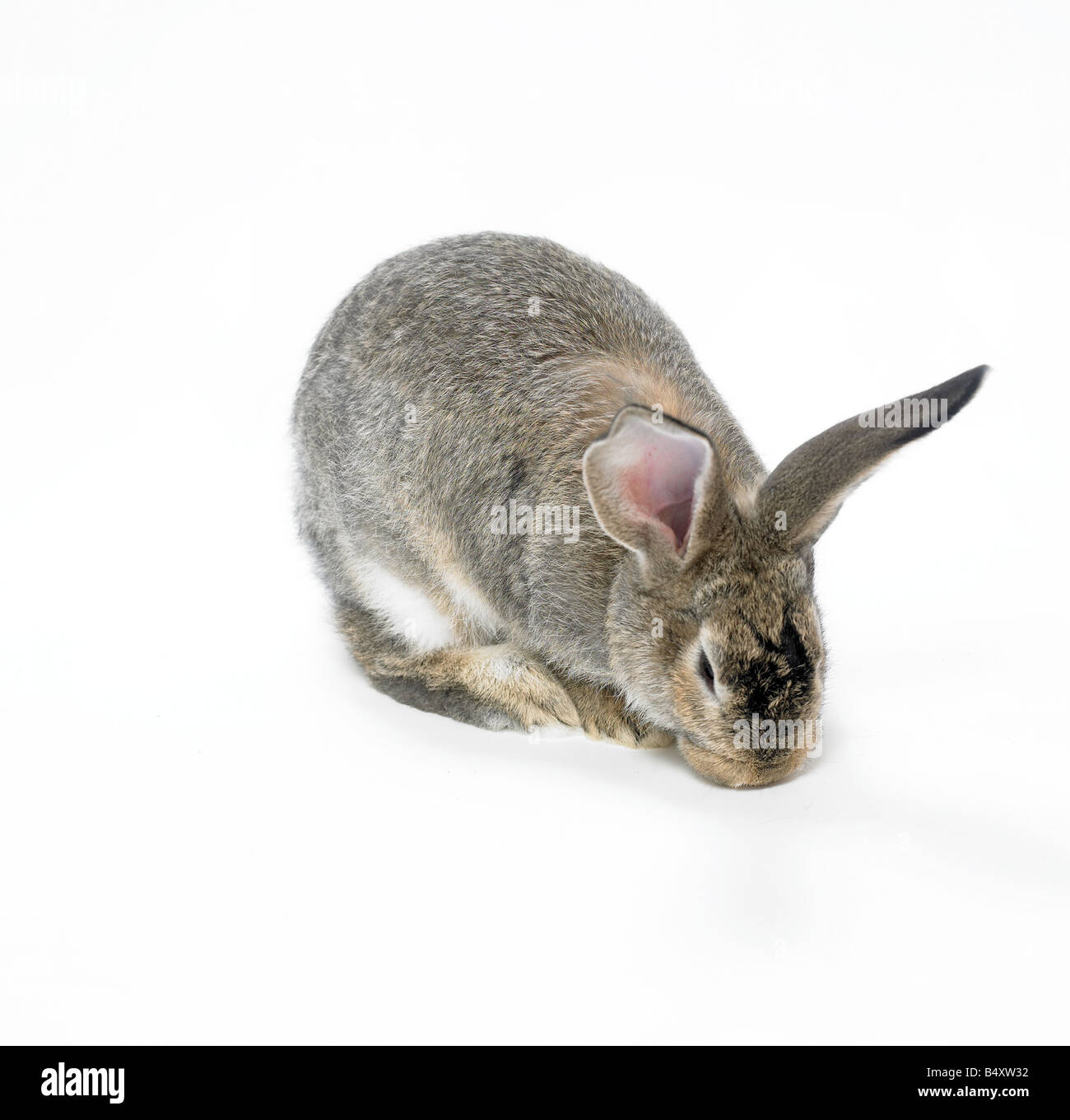 Wild,domestic rabbit on white background.Cutout Stock Photo - Alamy