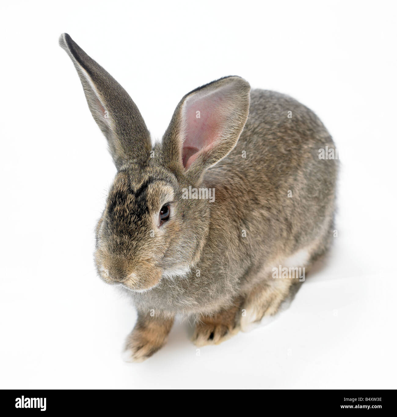 Wild,domestic rabbit on white background.Cutout Stock Photo - Alamy