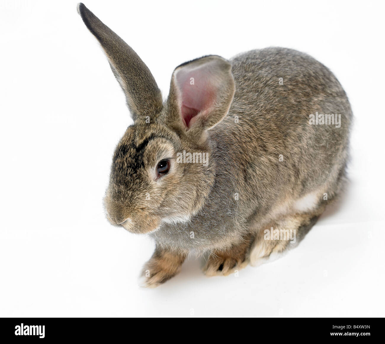 Velveteen rabbit hi-res stock photography and images - Alamy