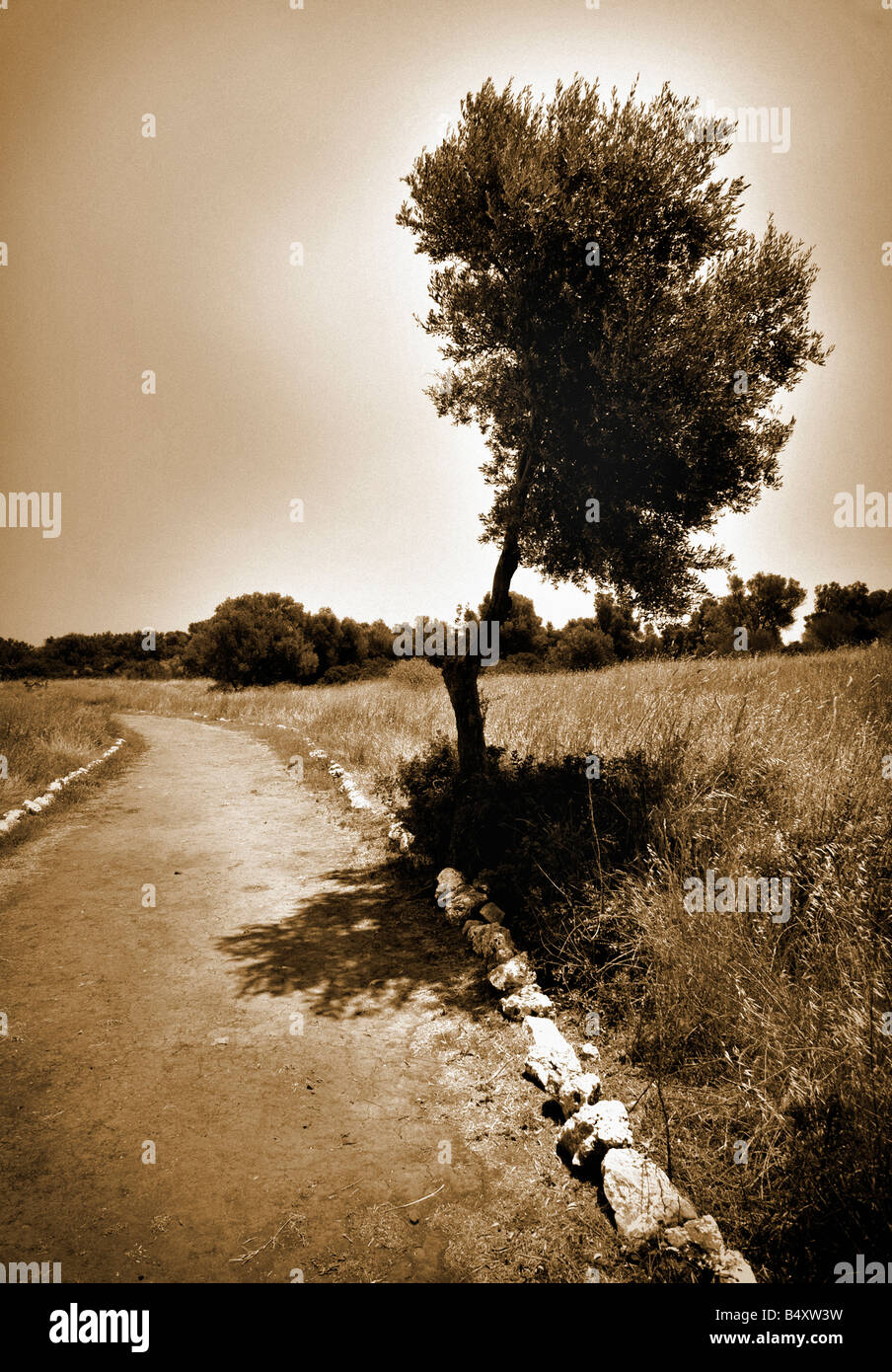 Single olive tree hi-res stock photography and images - Alamy