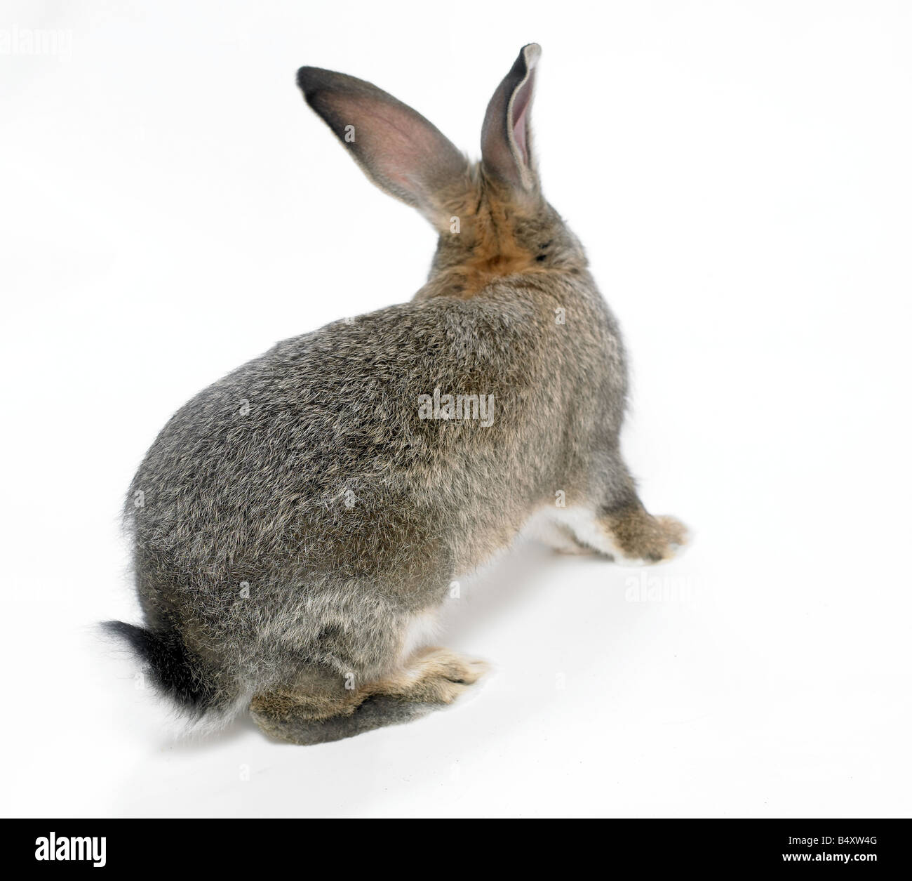 Wild,domestic rabbit on white background.Cutout Stock Photo - Alamy