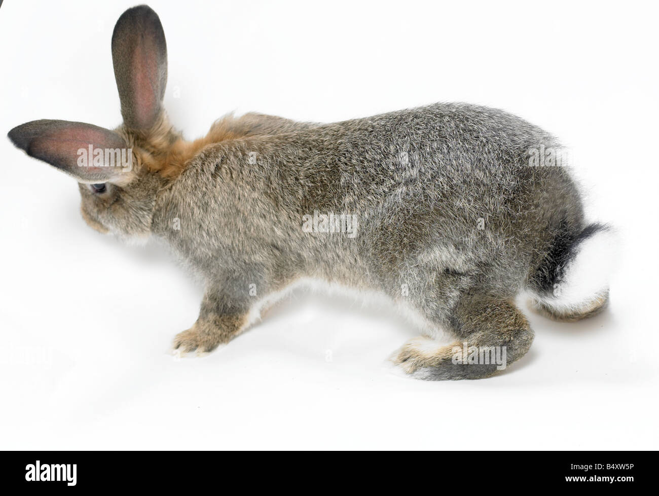 Wild,domestic rabbit on white background.Cutout Stock Photo - Alamy