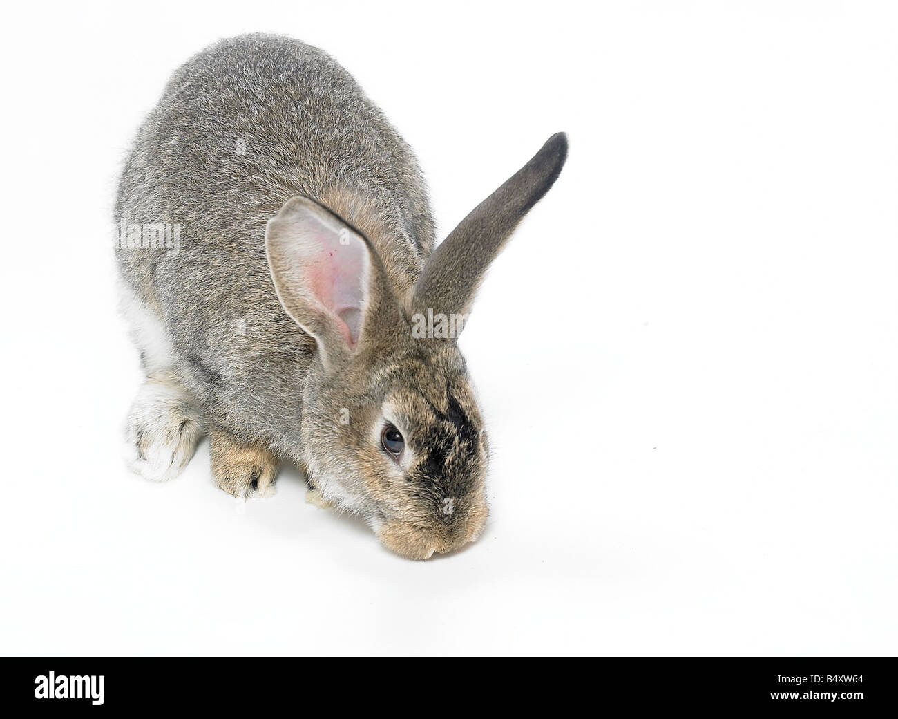 Wild,domestic rabbit on white background.Cutout Stock Photo - Alamy