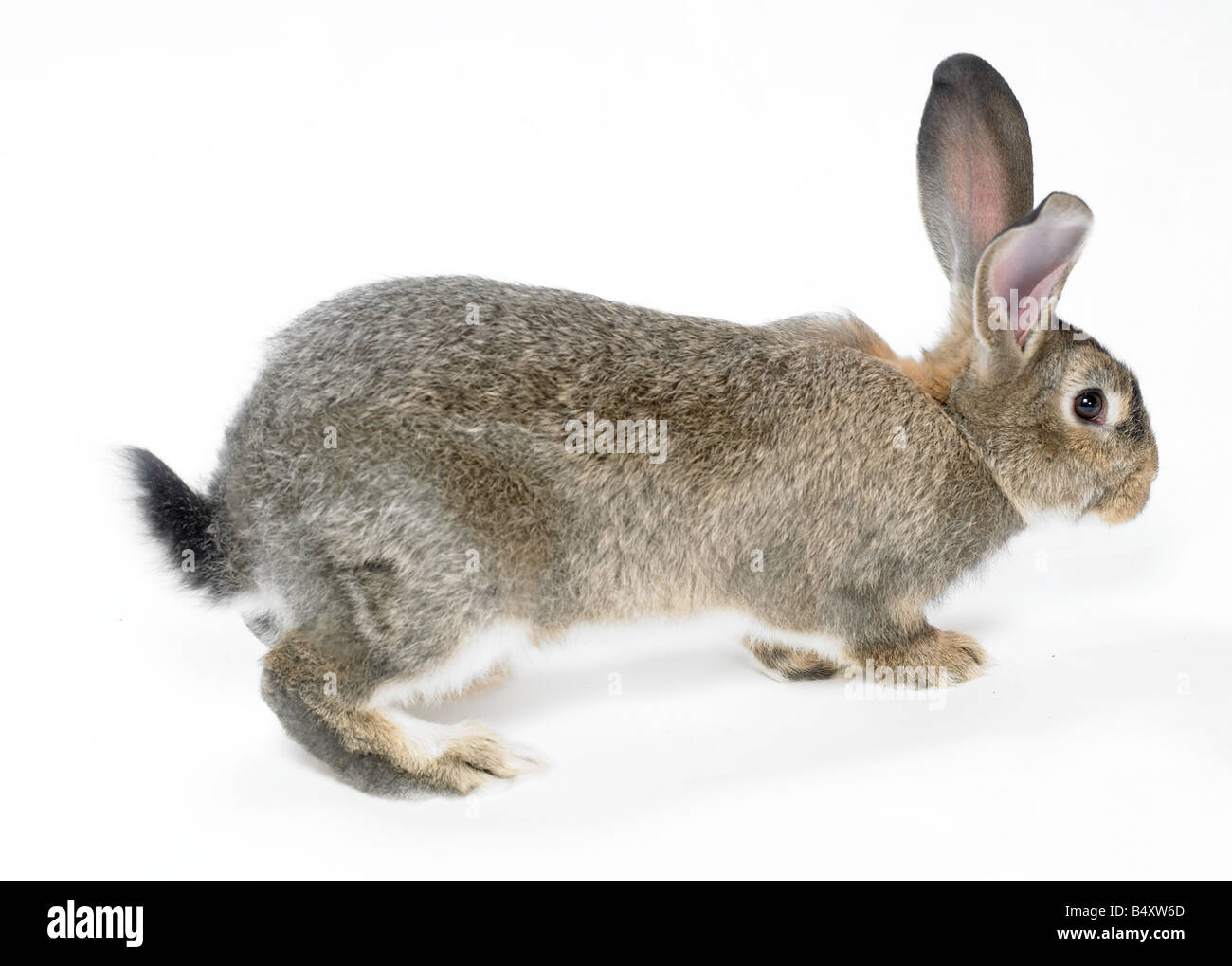 Rabbit cotton tail Cut Out Stock Images & Pictures - Alamy